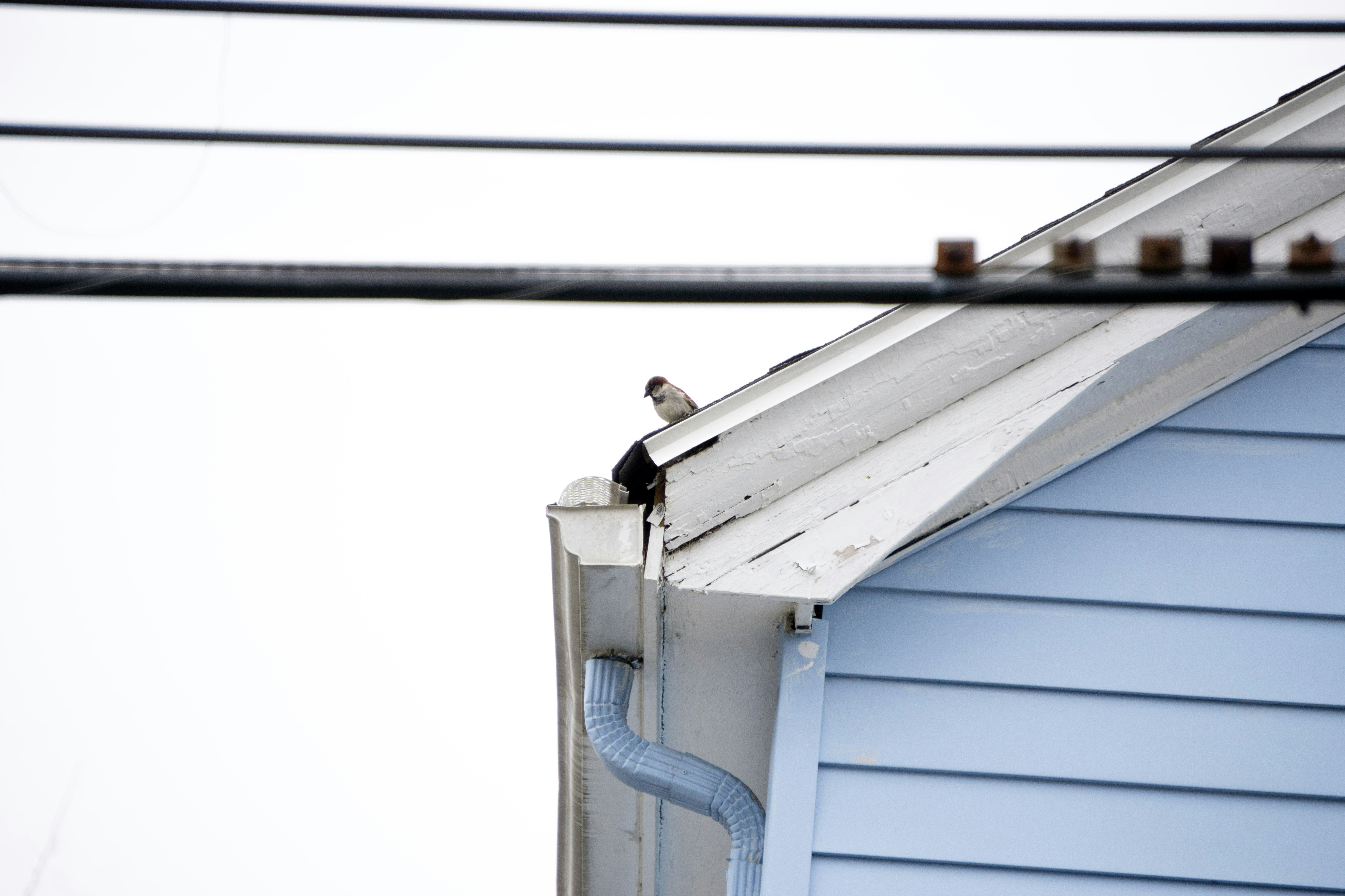 A small bird (male house sparrow) sitting on a blue house.