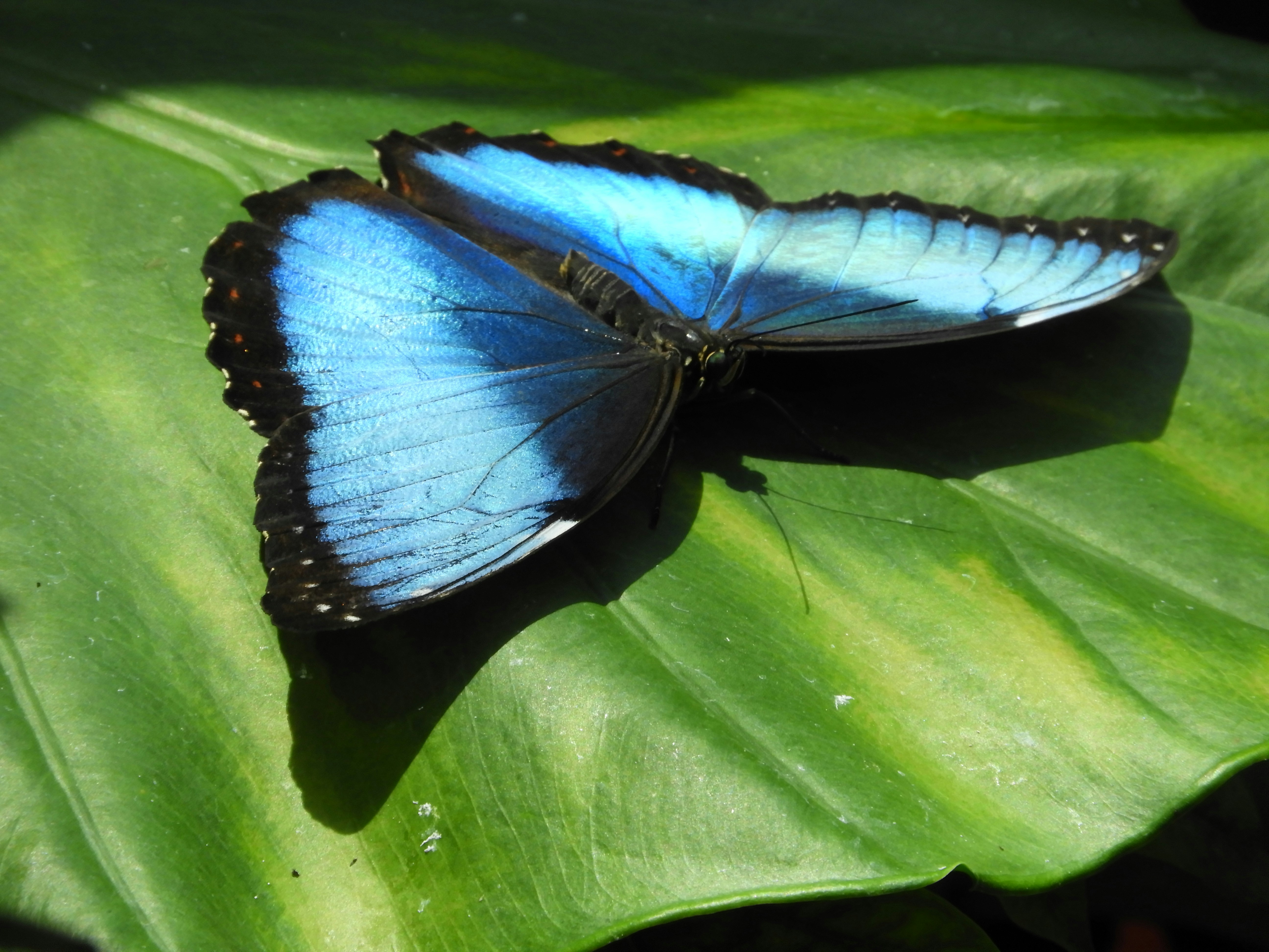 Electric Blue Morpho butterfly with wings spread on a glossy green leaf, captured in bright natural light to highlight iridescent blue wings.