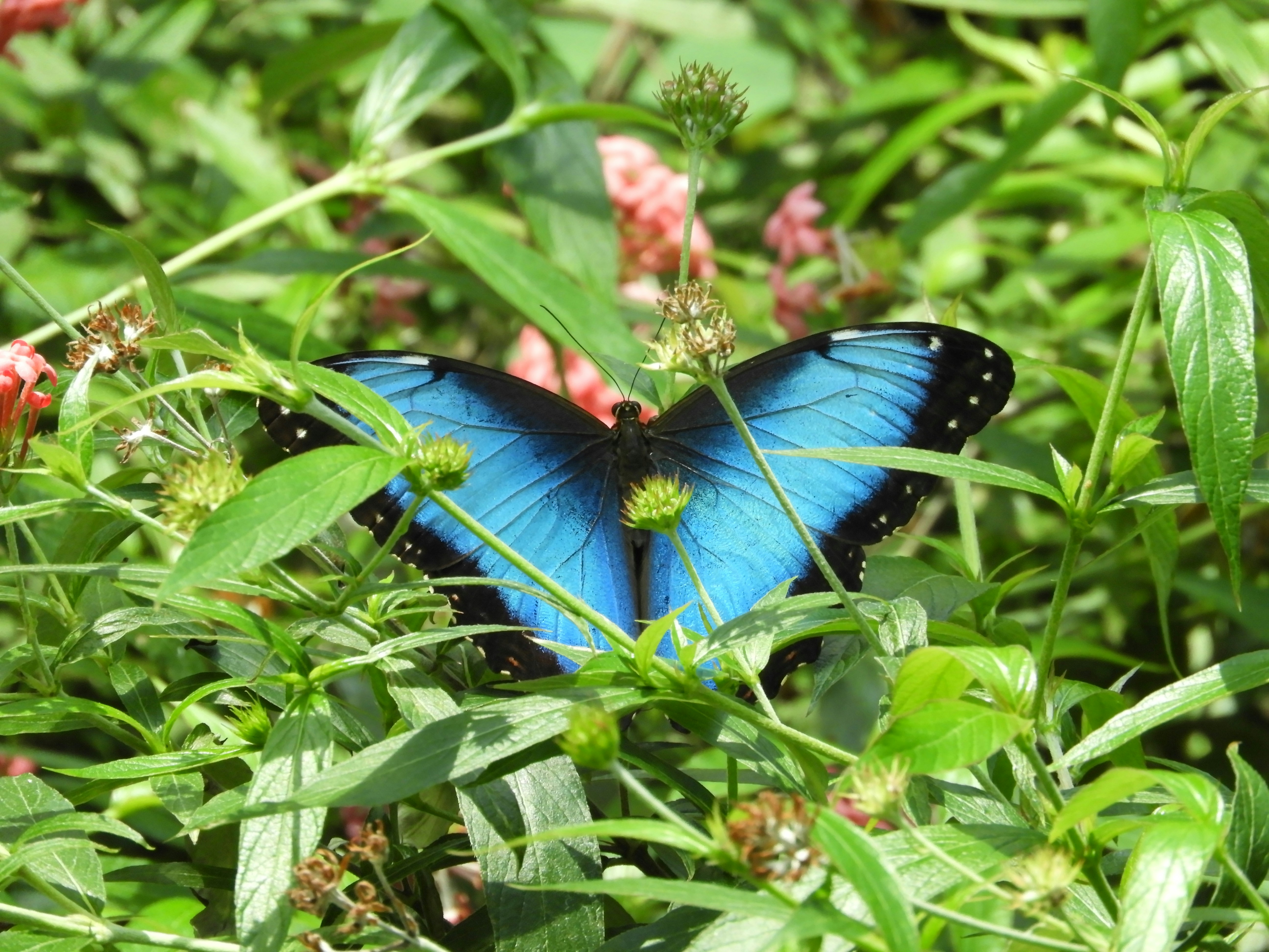 Blue Butterfly Pictures | Download Free Images on Unsplash