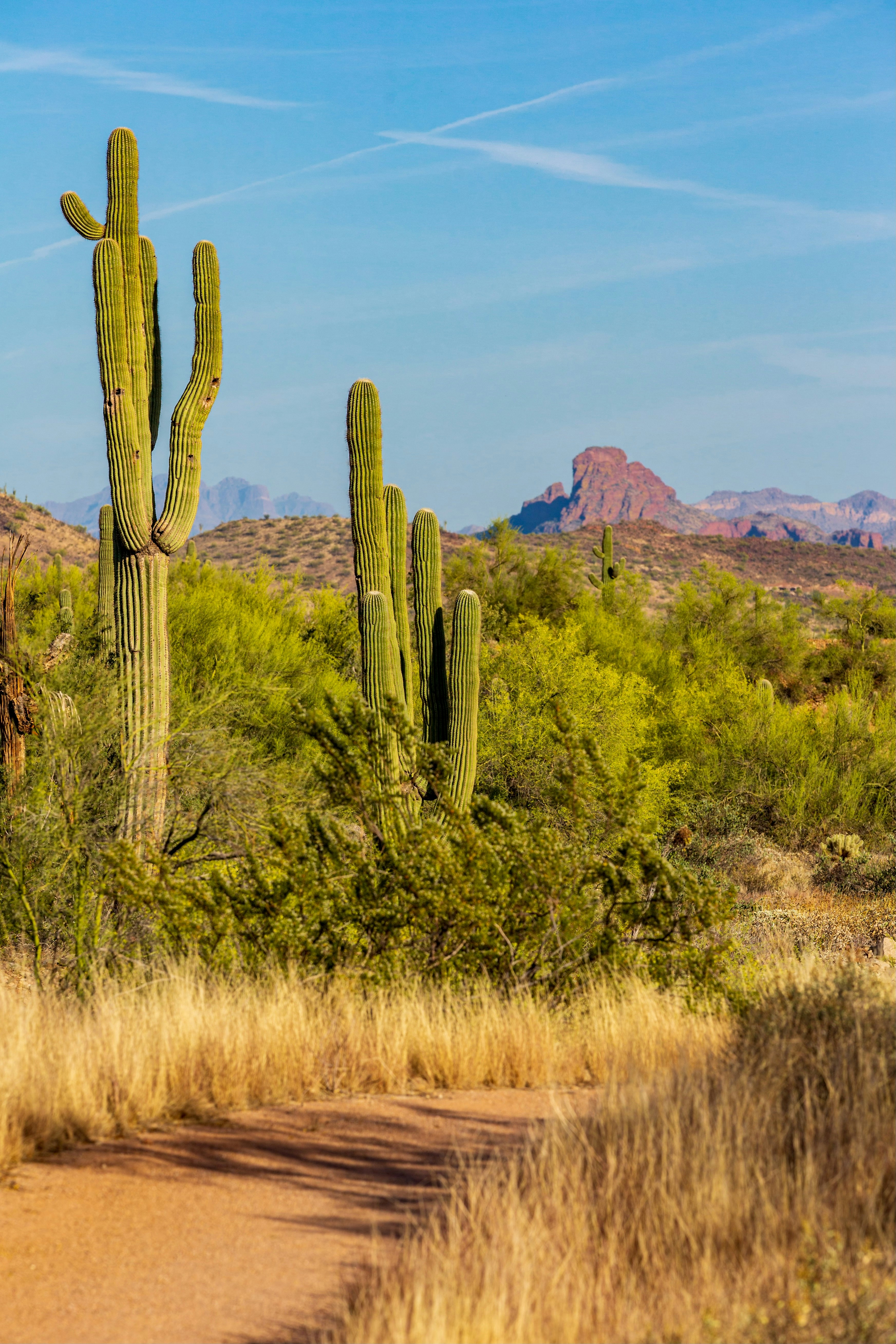 A dirt road surrounded by tall cactus trees photo – Free Scottsdale ...