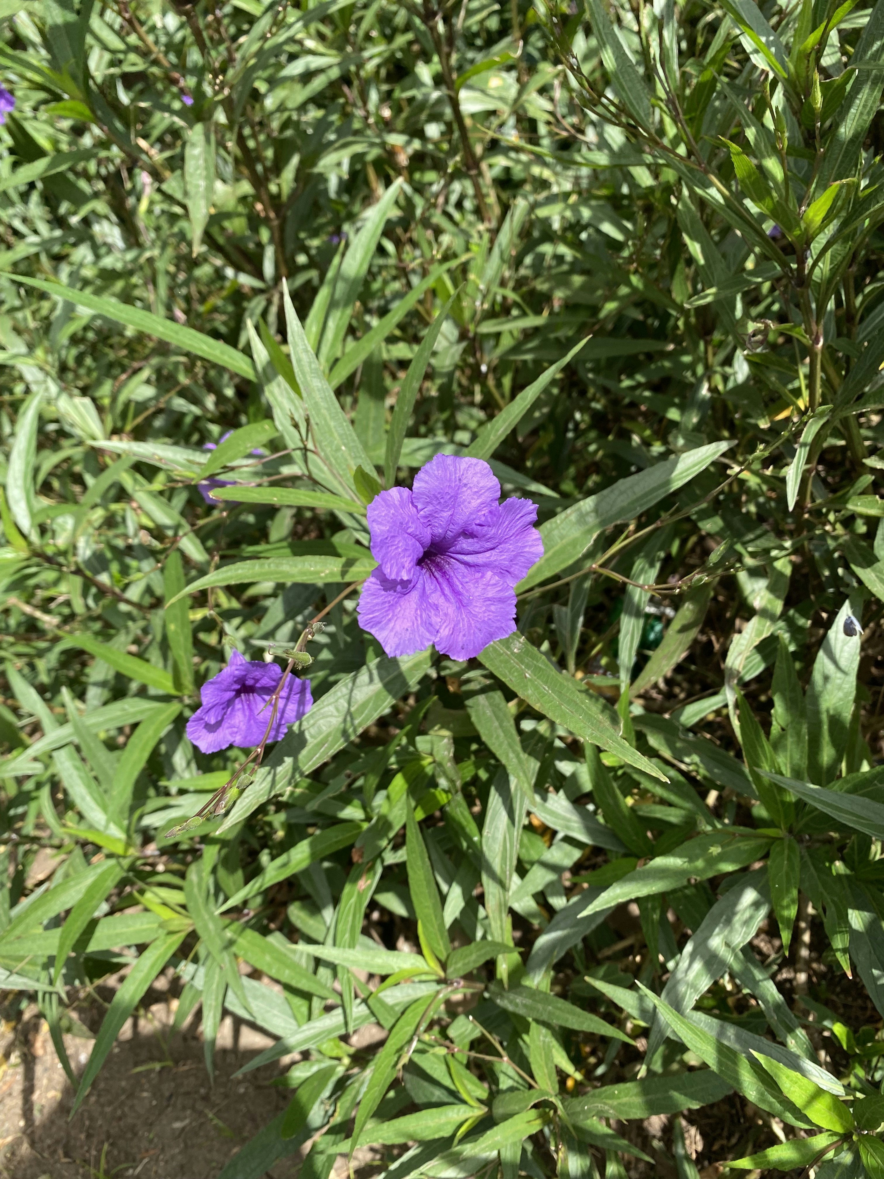 a close up of a purple flower on a plant