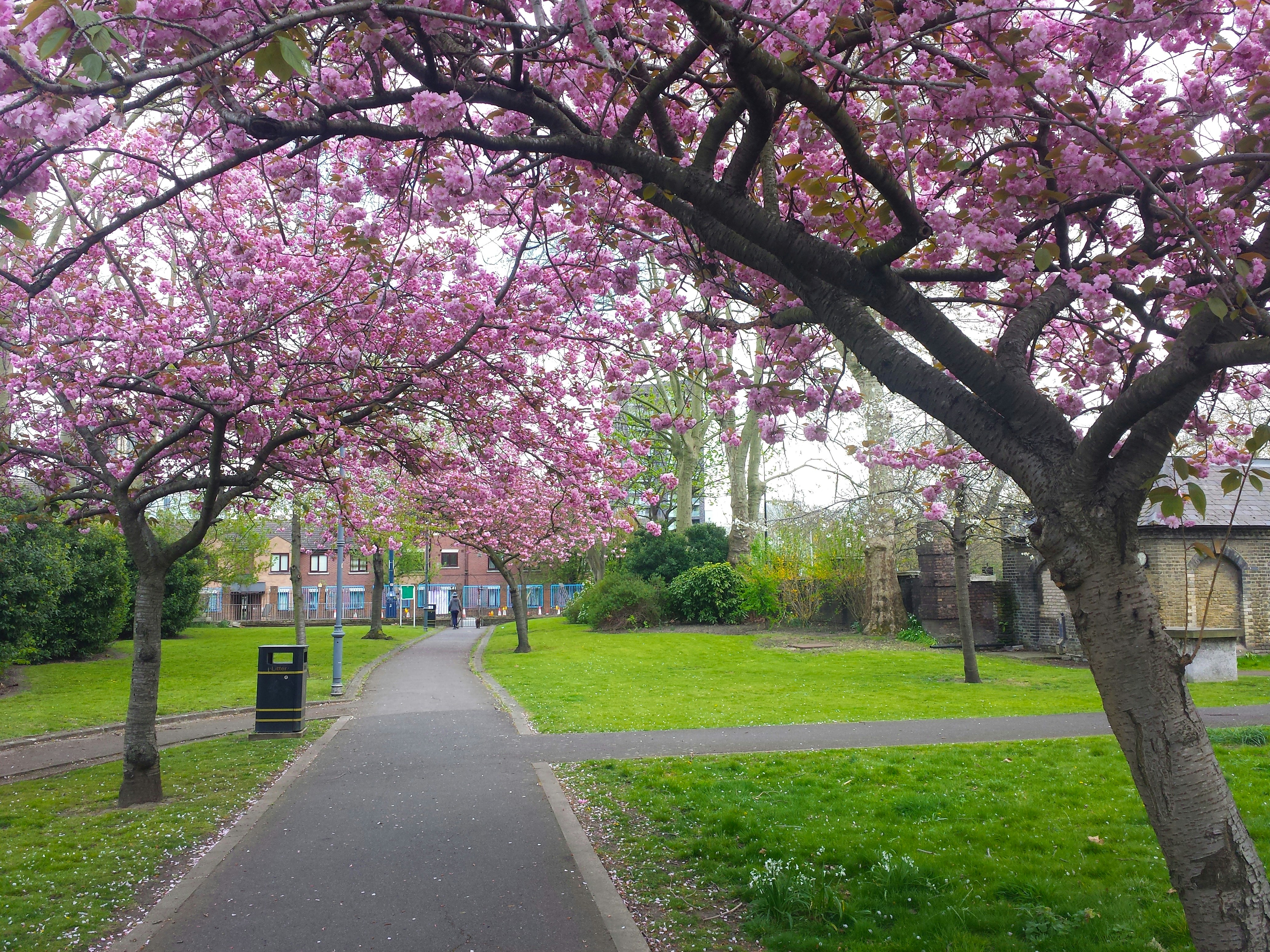Cherry blossom trees arching over a winding path in a lush park setting, inviting a leisurely walk. A vibrant scene filled with soft pink petals.