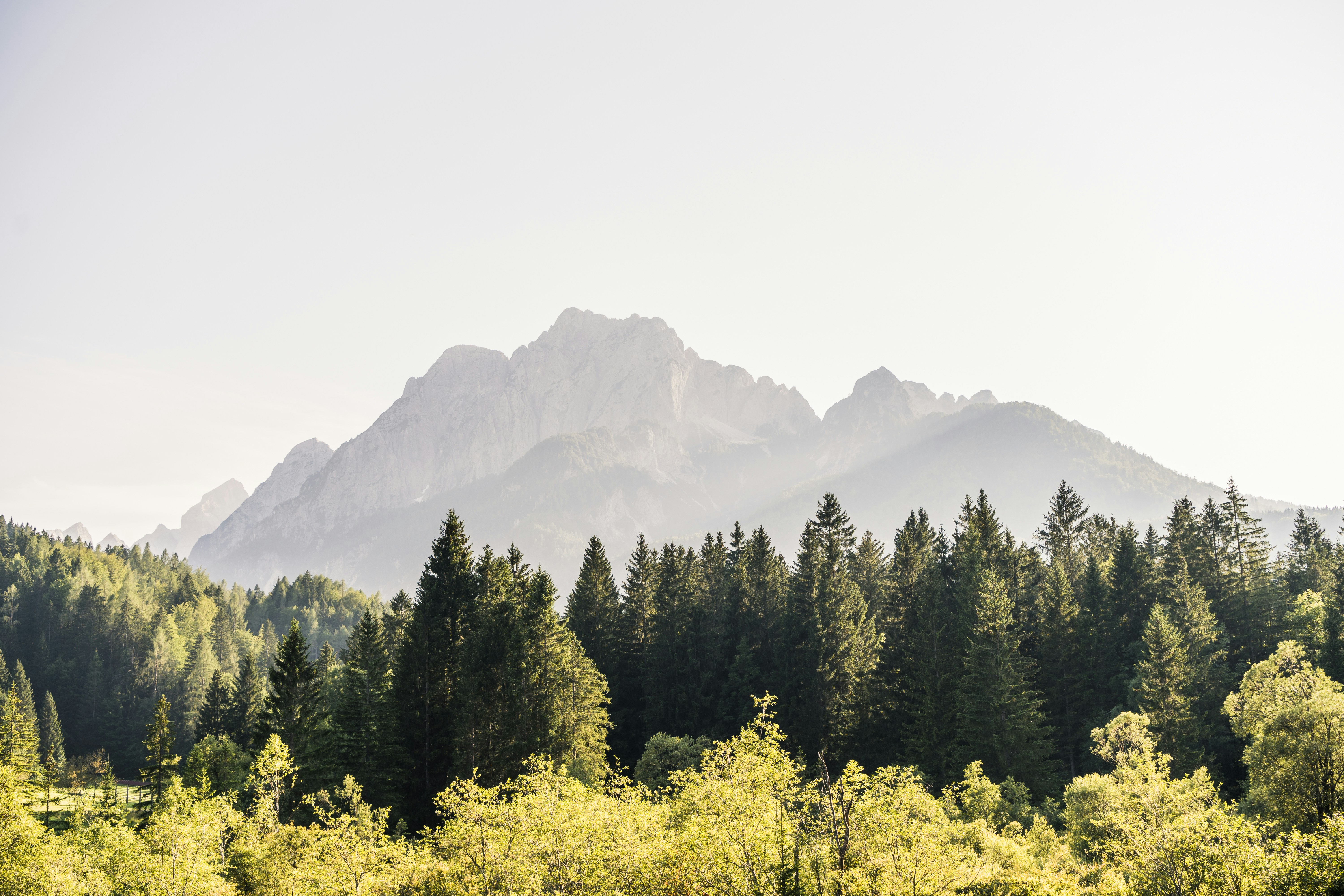 Sunlit alpine trees with a mountain backdrop under a clear sky.
