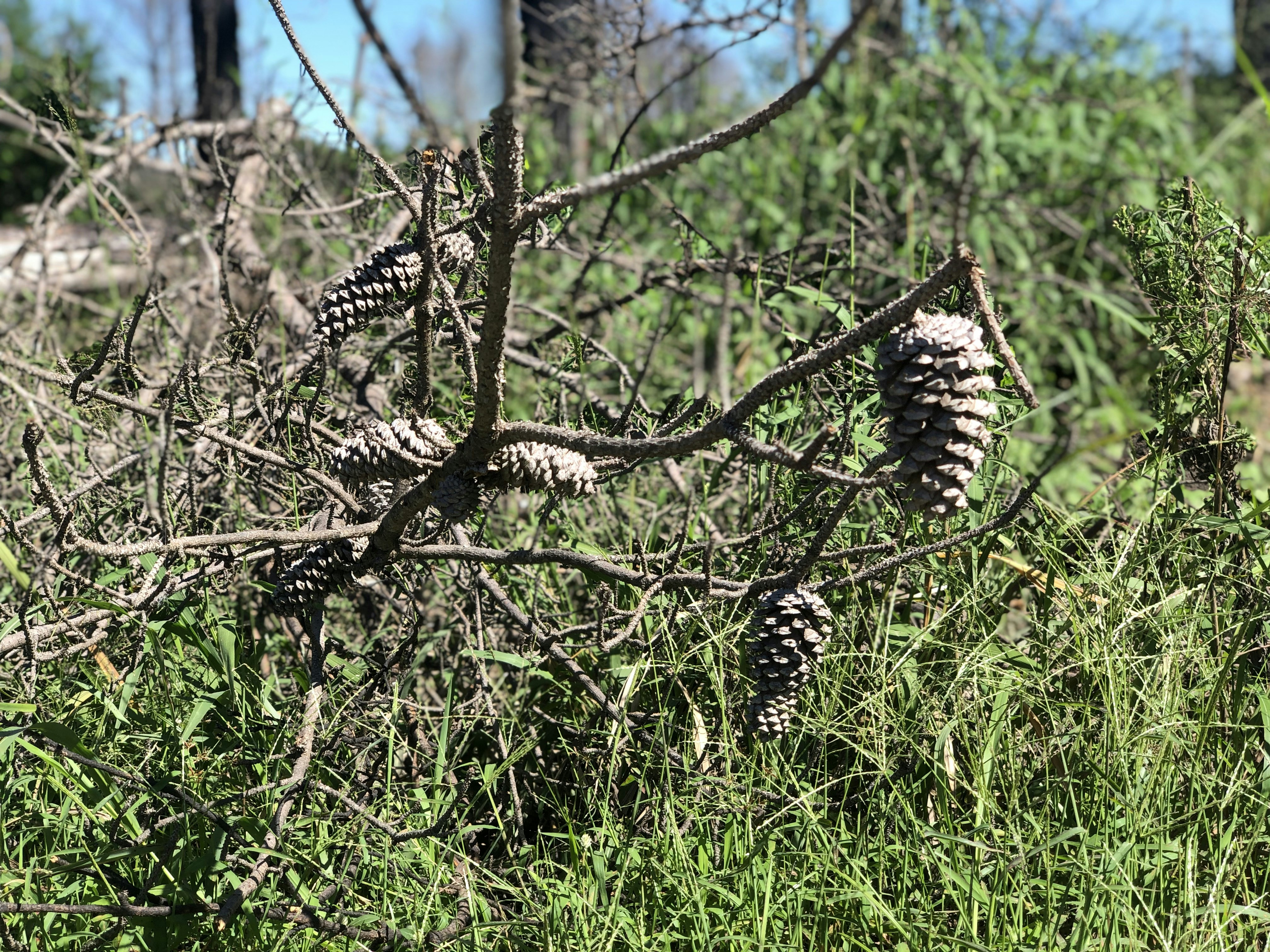a bunch of pine cones hanging from a tree
