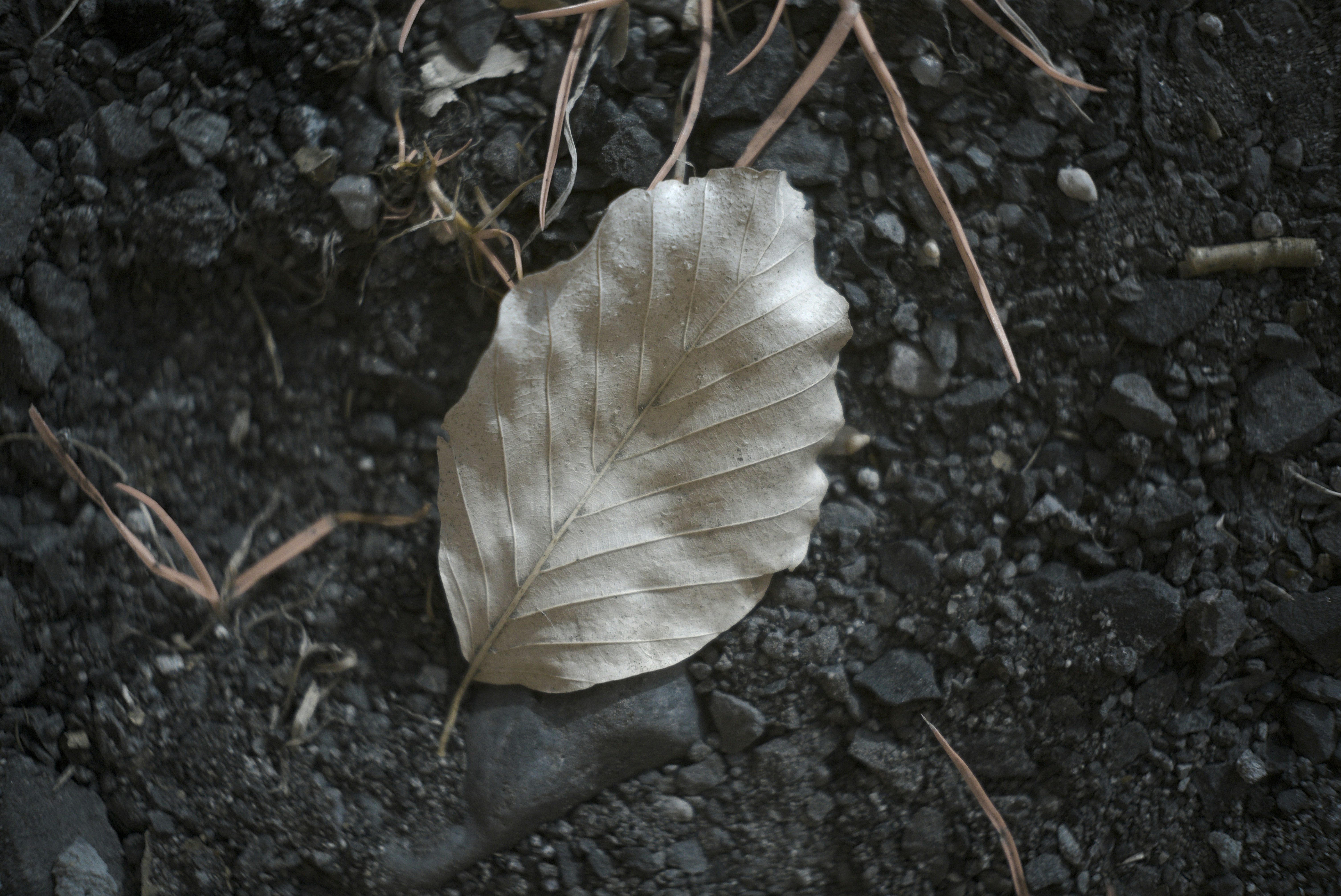 Ivory Leaf on a Charcoal Canvas