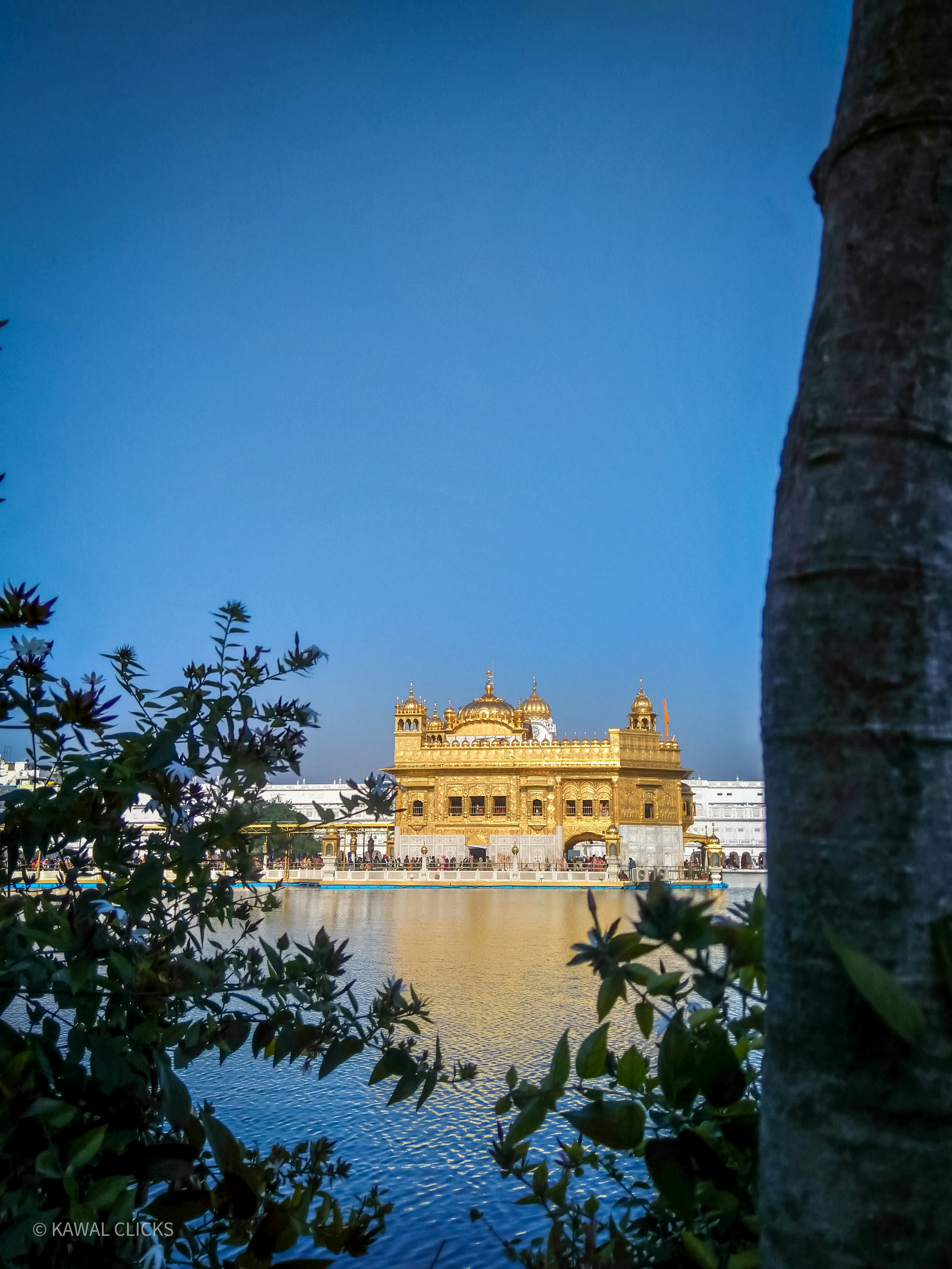 Golden Temple sits atop the sacred Amrit Sarovar, its gilded façade mirrored in the calm water, framed by foreground leaves and a tree trunk on the right.