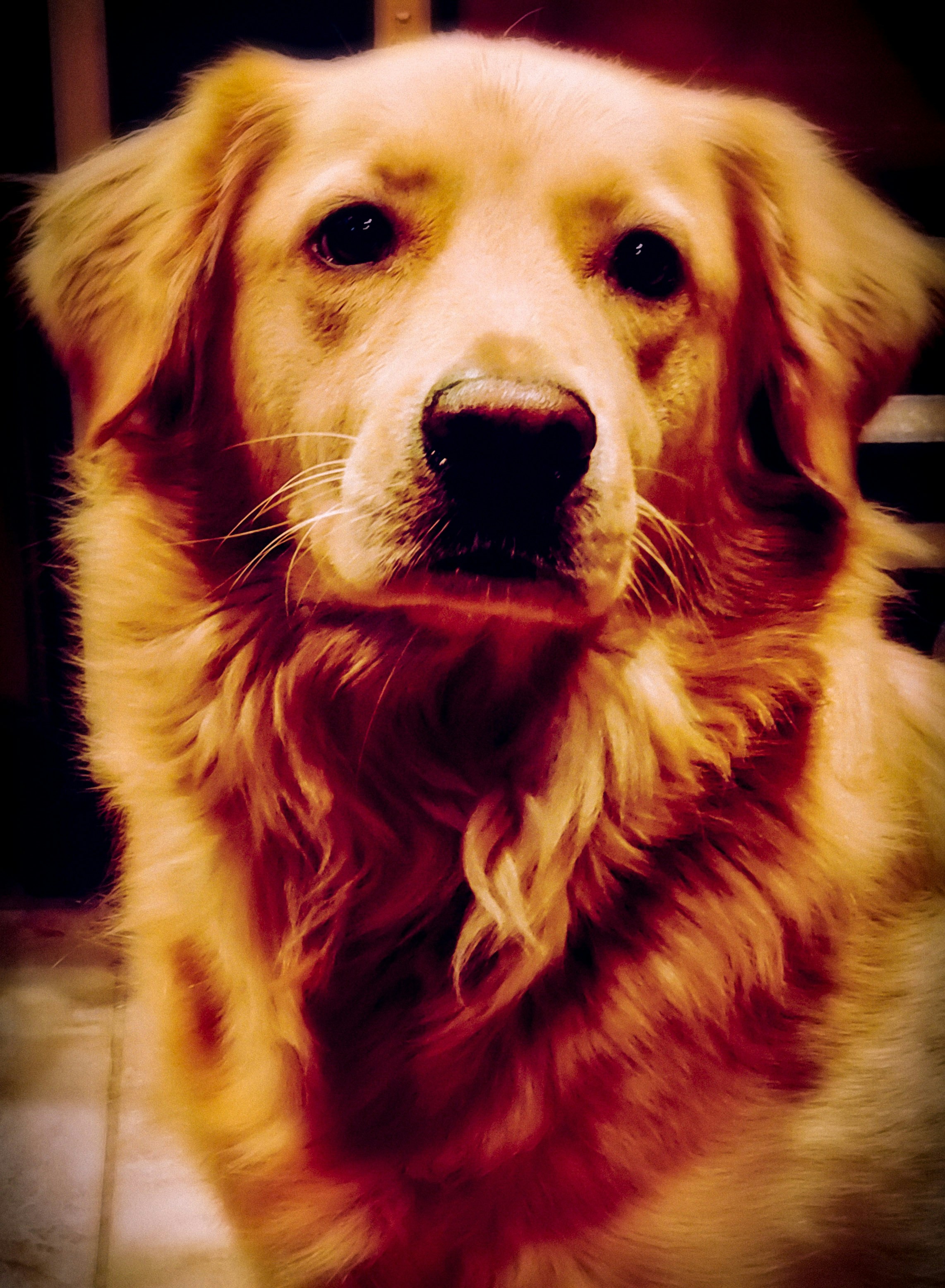 Golden Gaze: A Moment of Canine Reflection