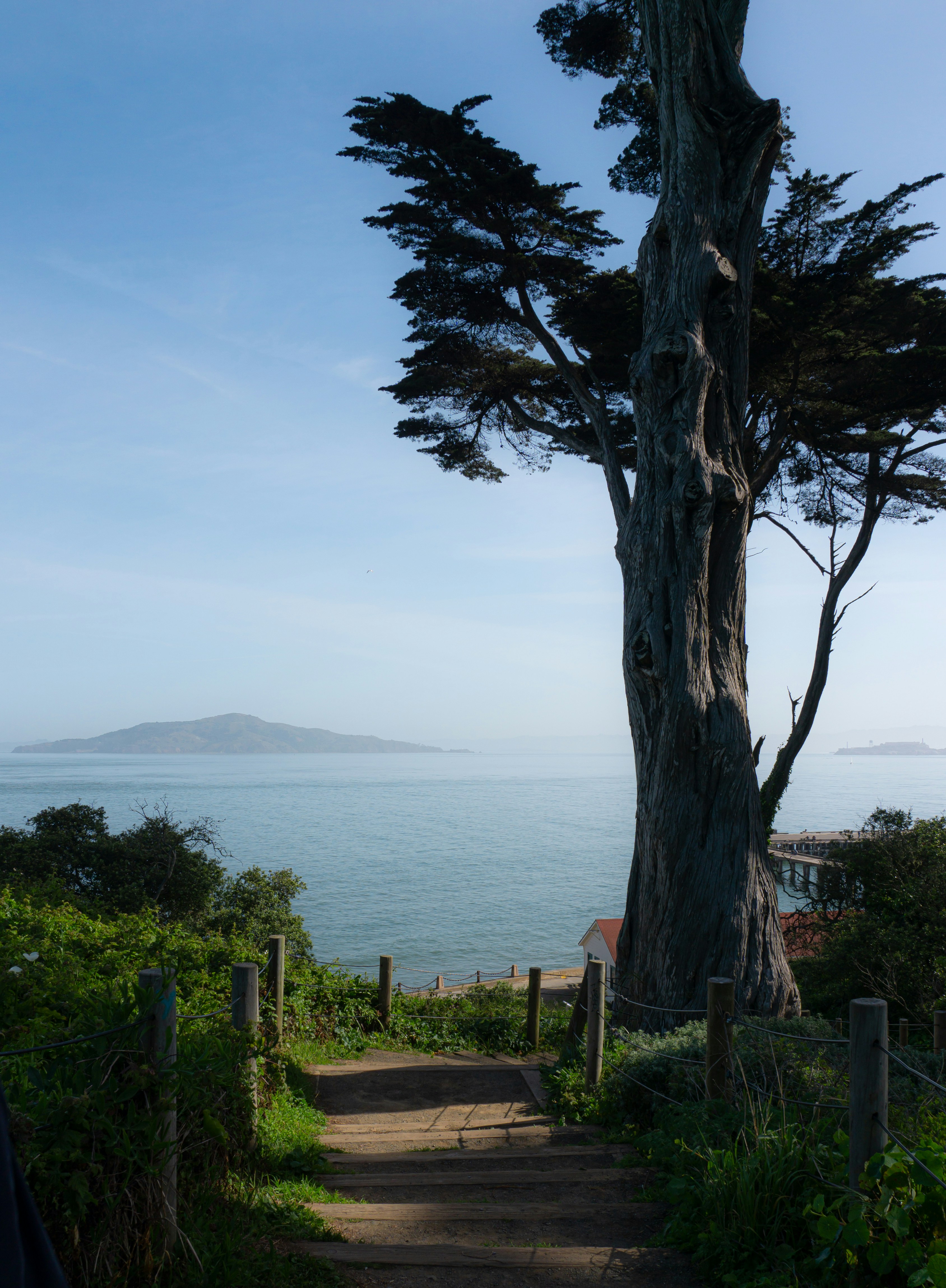A path leading to a large tree on the side of a hill photo – Free San ...