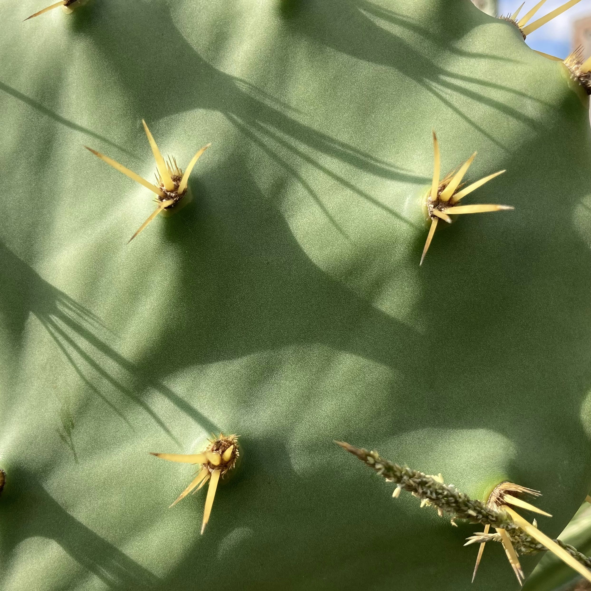 A close up of a cactus with many small leaves photo – Free Saquarema ...