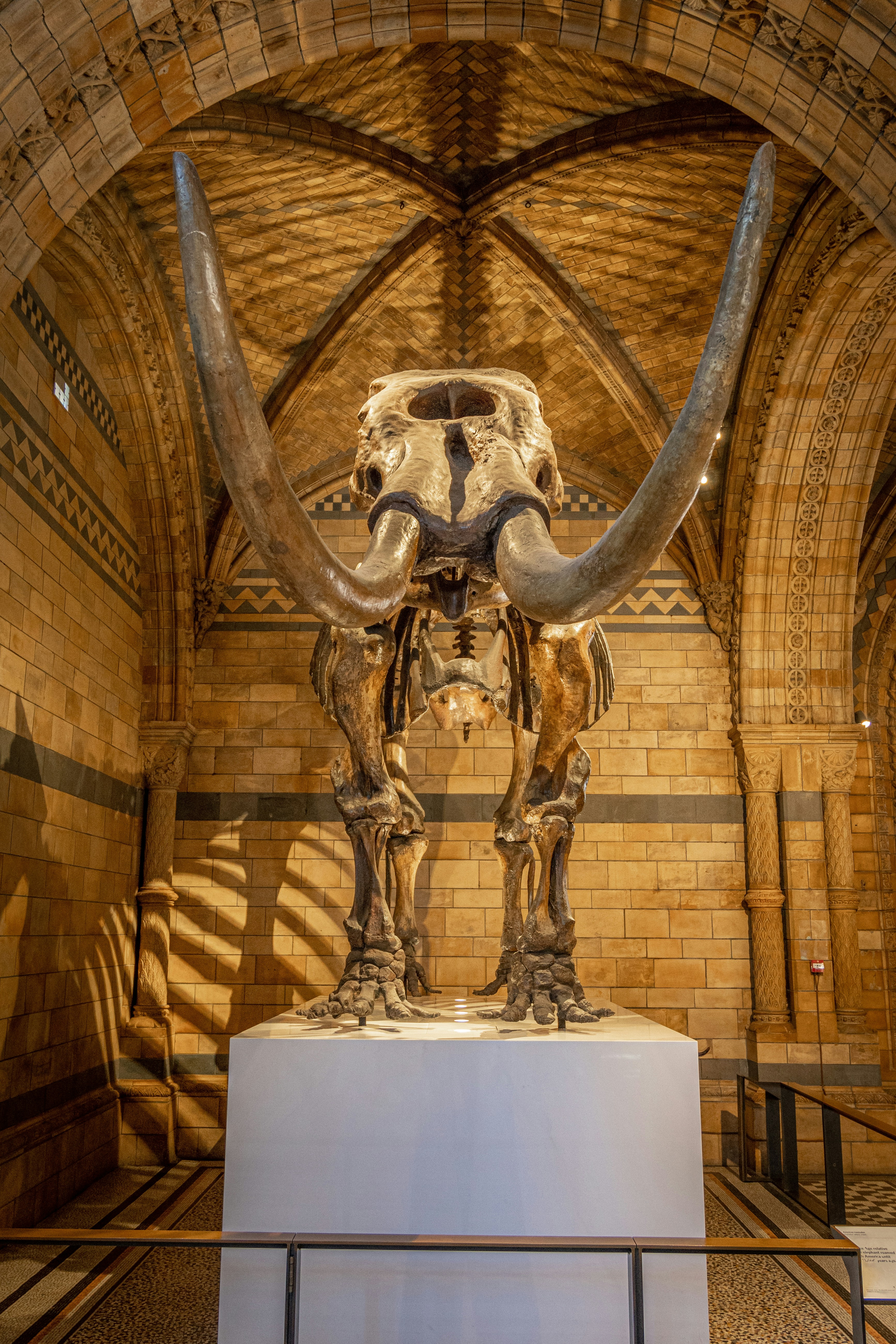 a large animal skeleton on display in a museum