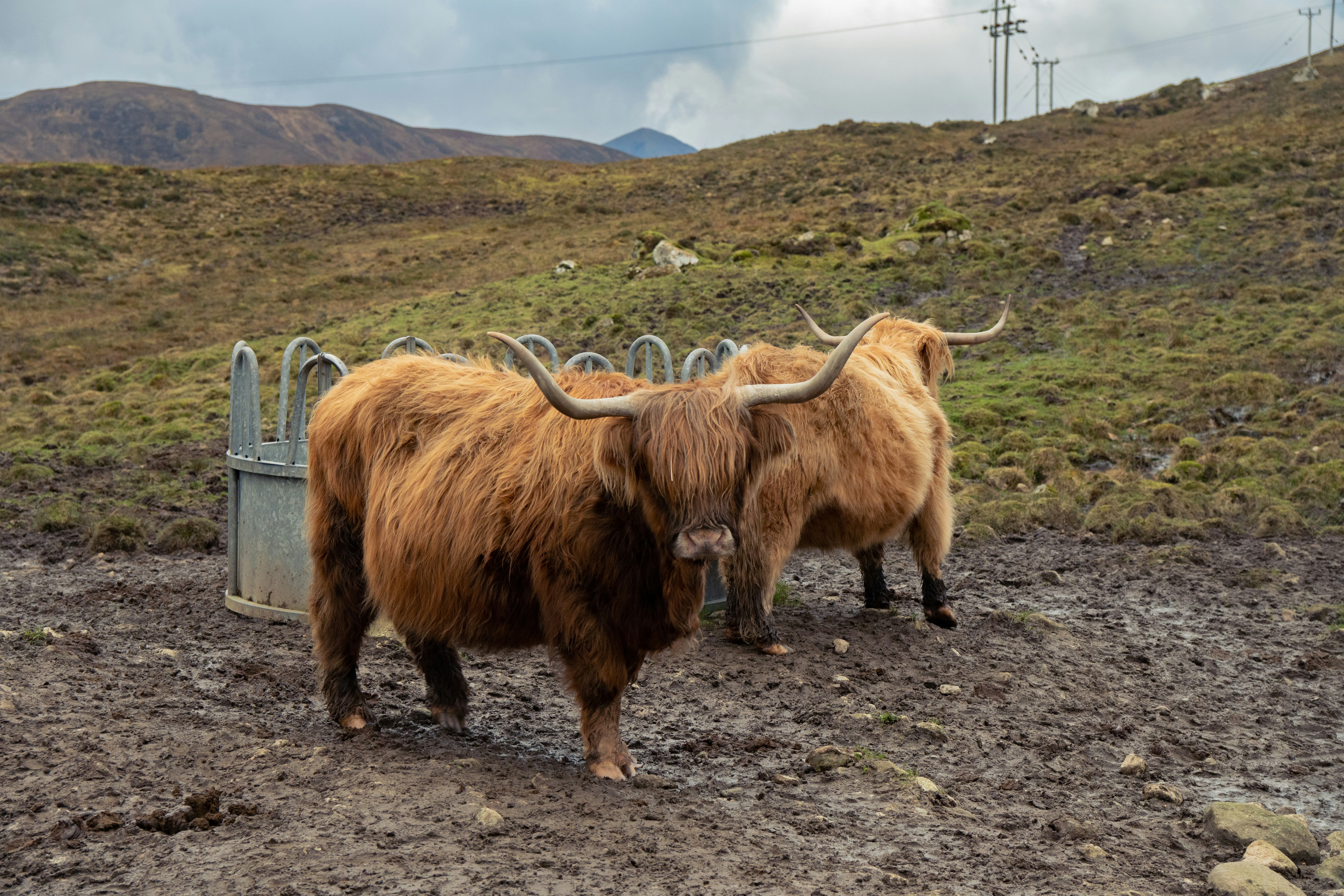 Twin Horns at the Gate: Highland Cattle on a Moorscape