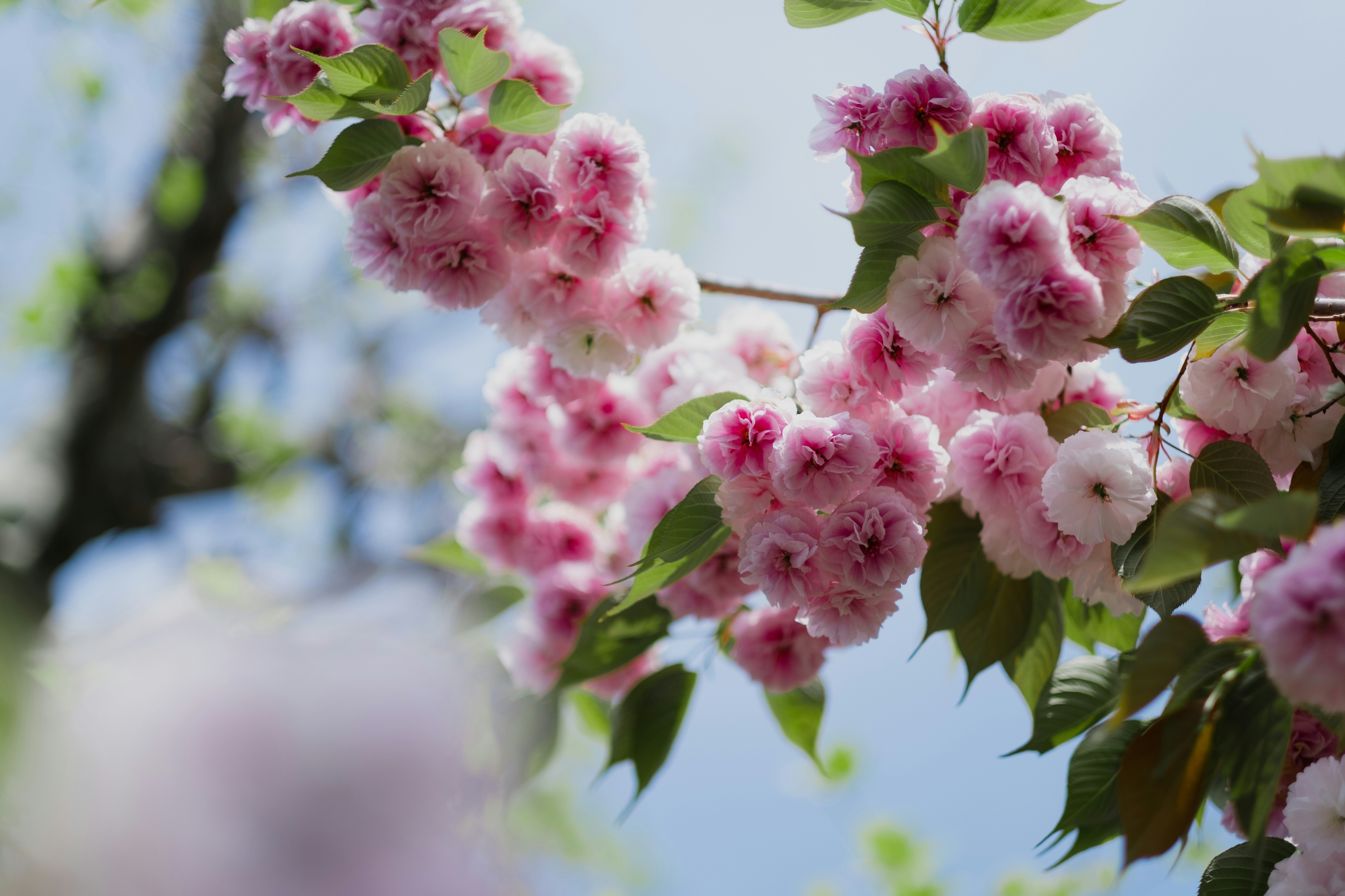 Delicate clusters of pink cherry blossoms bloom against a soft blue sky, embodying the essence of spring's renewal.