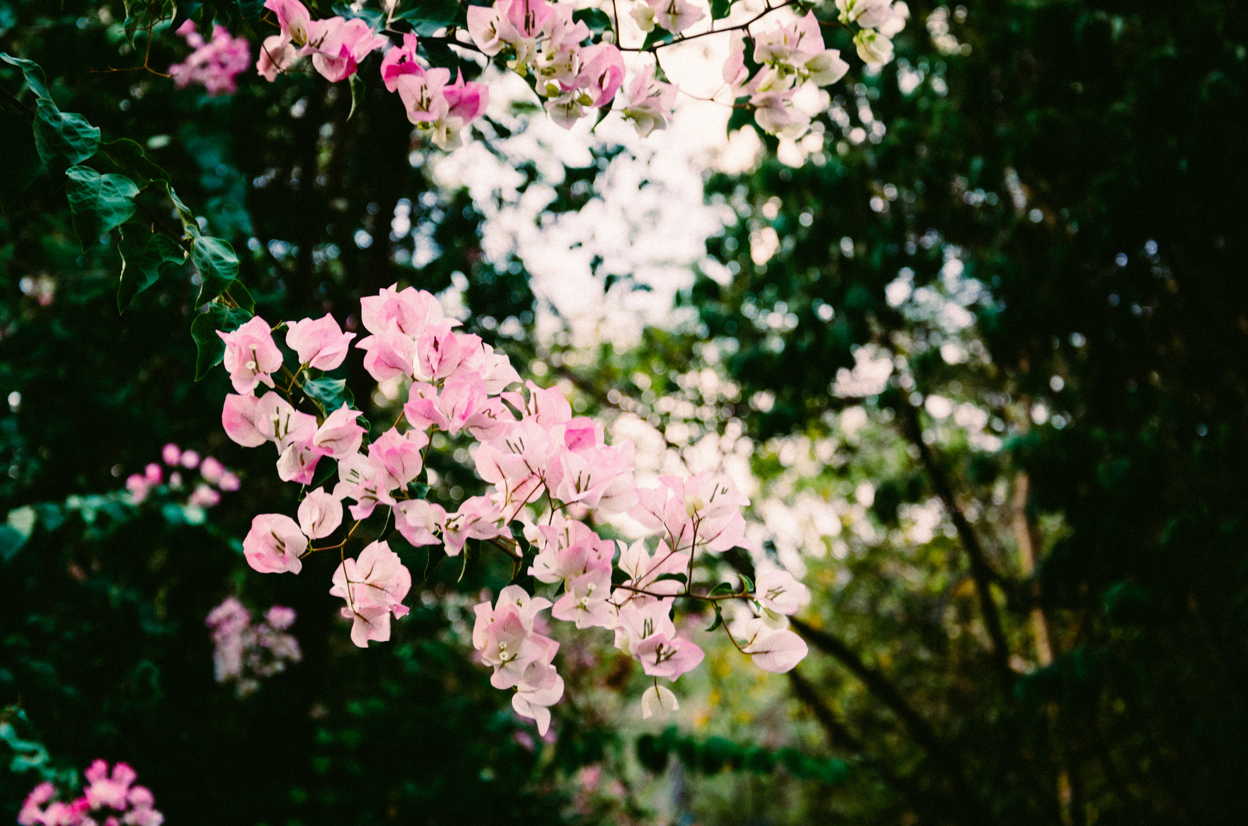Sunlit Pink Bougainvillea Clusters in a Quiet Garden