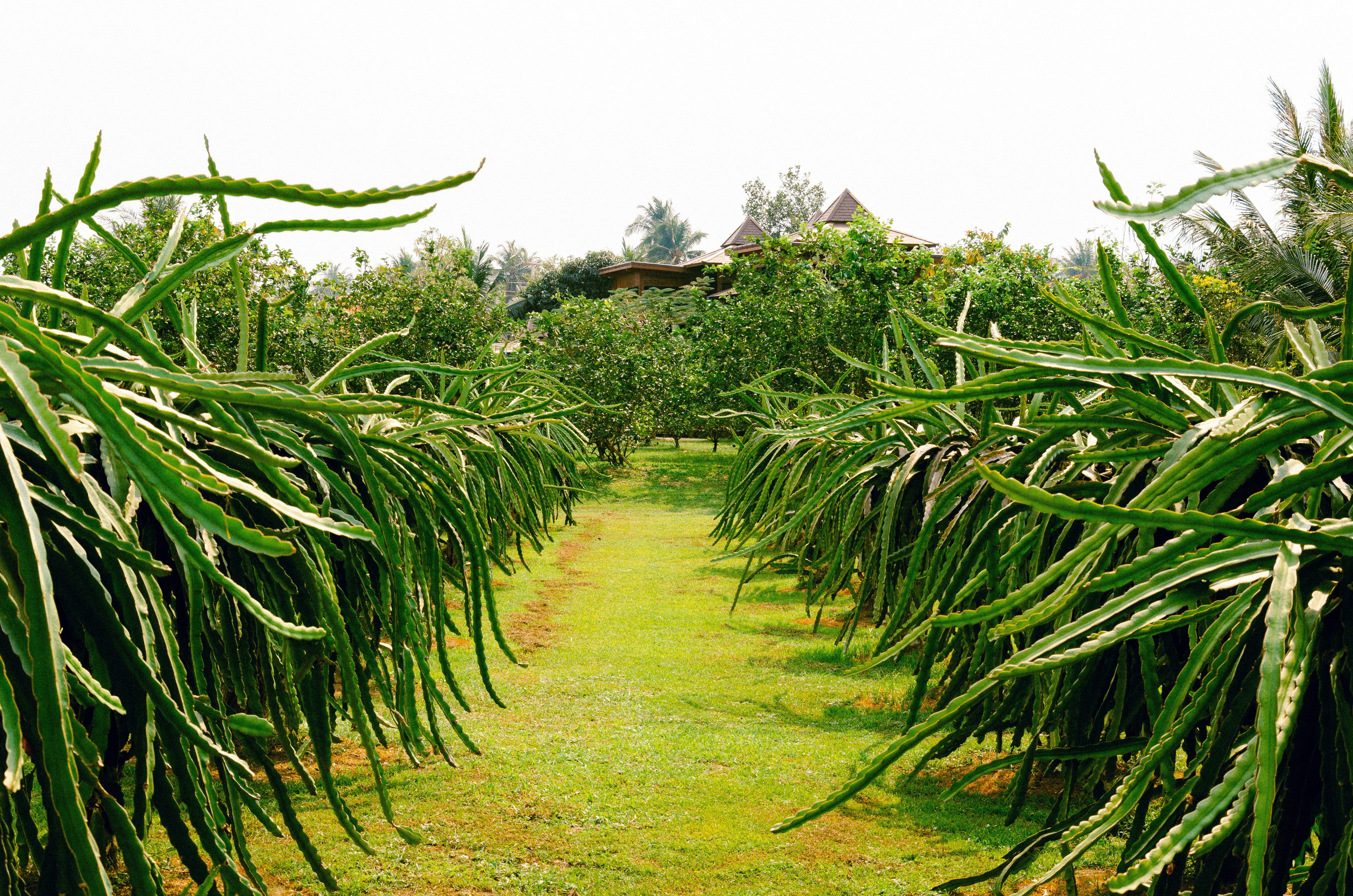 a lush green field filled with lots of trees