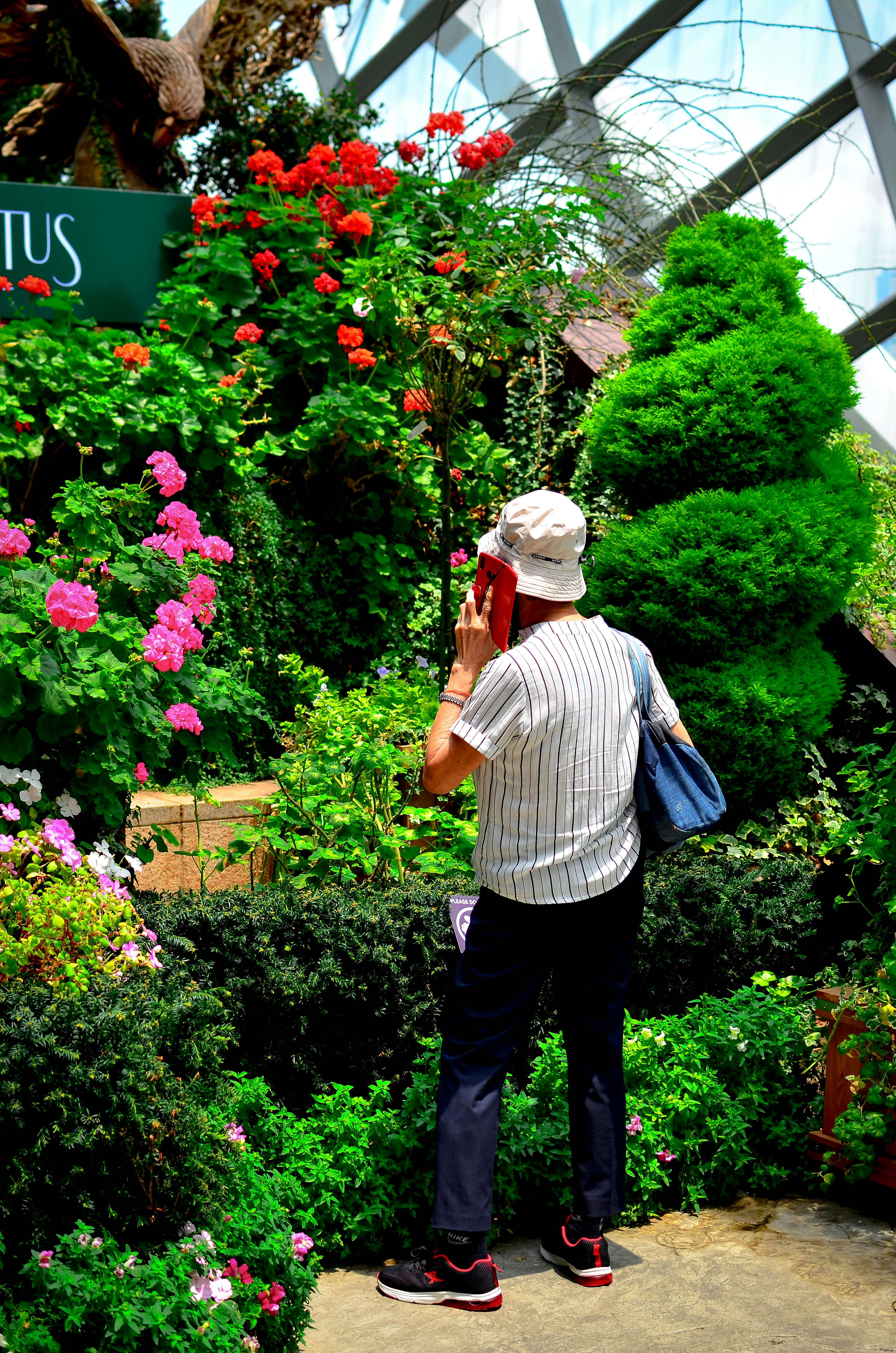 A Quiet Moment Among Lush Blooms: Traveler in a Garden
