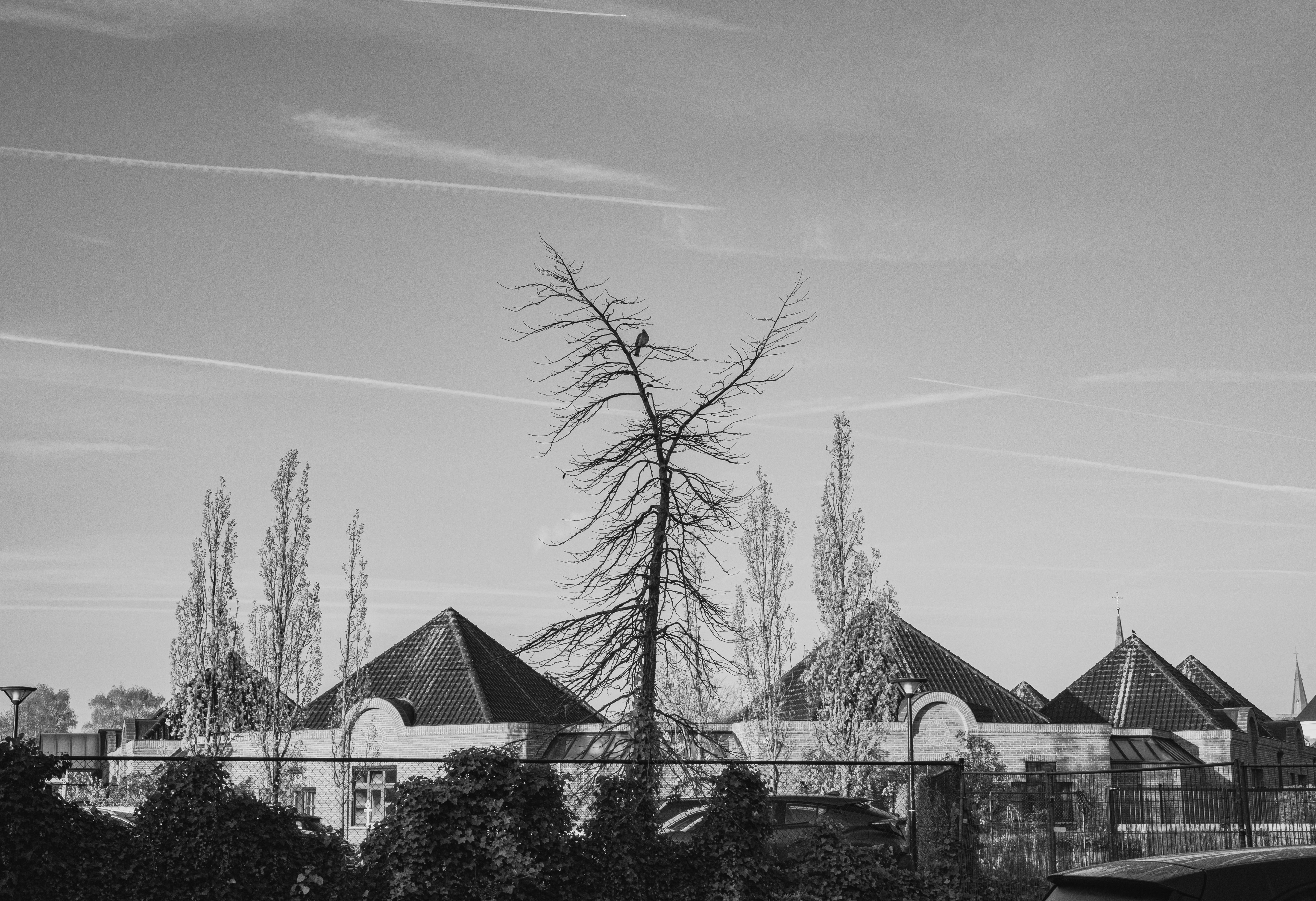 a black and white photo of a row of houses