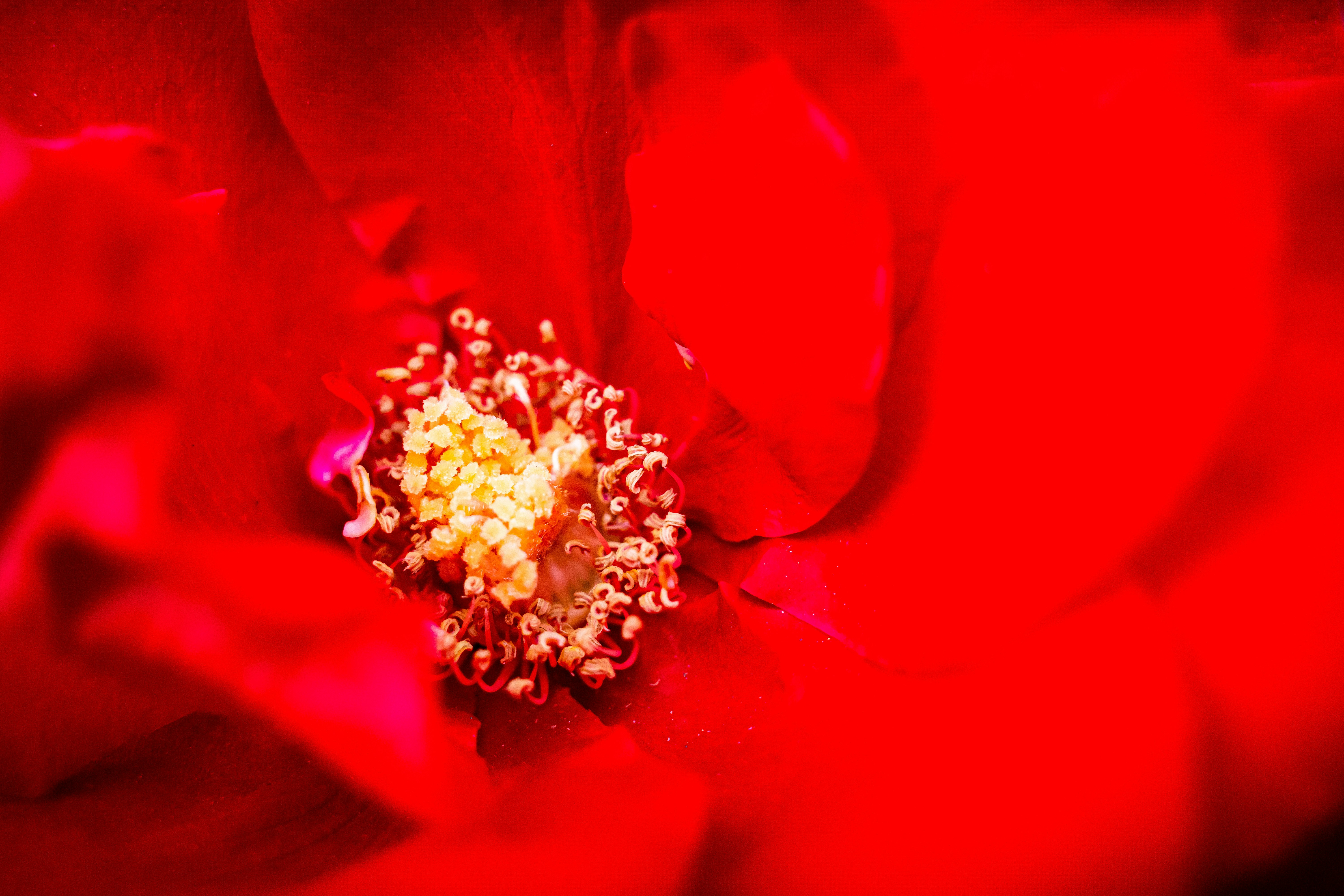 Close-up of a vibrant red flower, showcasing intricate details of its stamen and petals. The rich colors and textures create a striking visual impact.