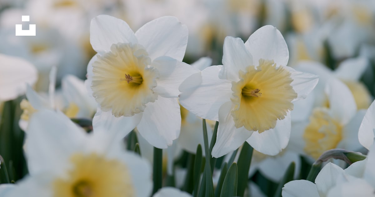 Un bouquet de fleurs blanches et jaunes dans un champ photo – Photo ... Un bouquet de fleurs blanches et jaunes dans un champ photo – Photo ...