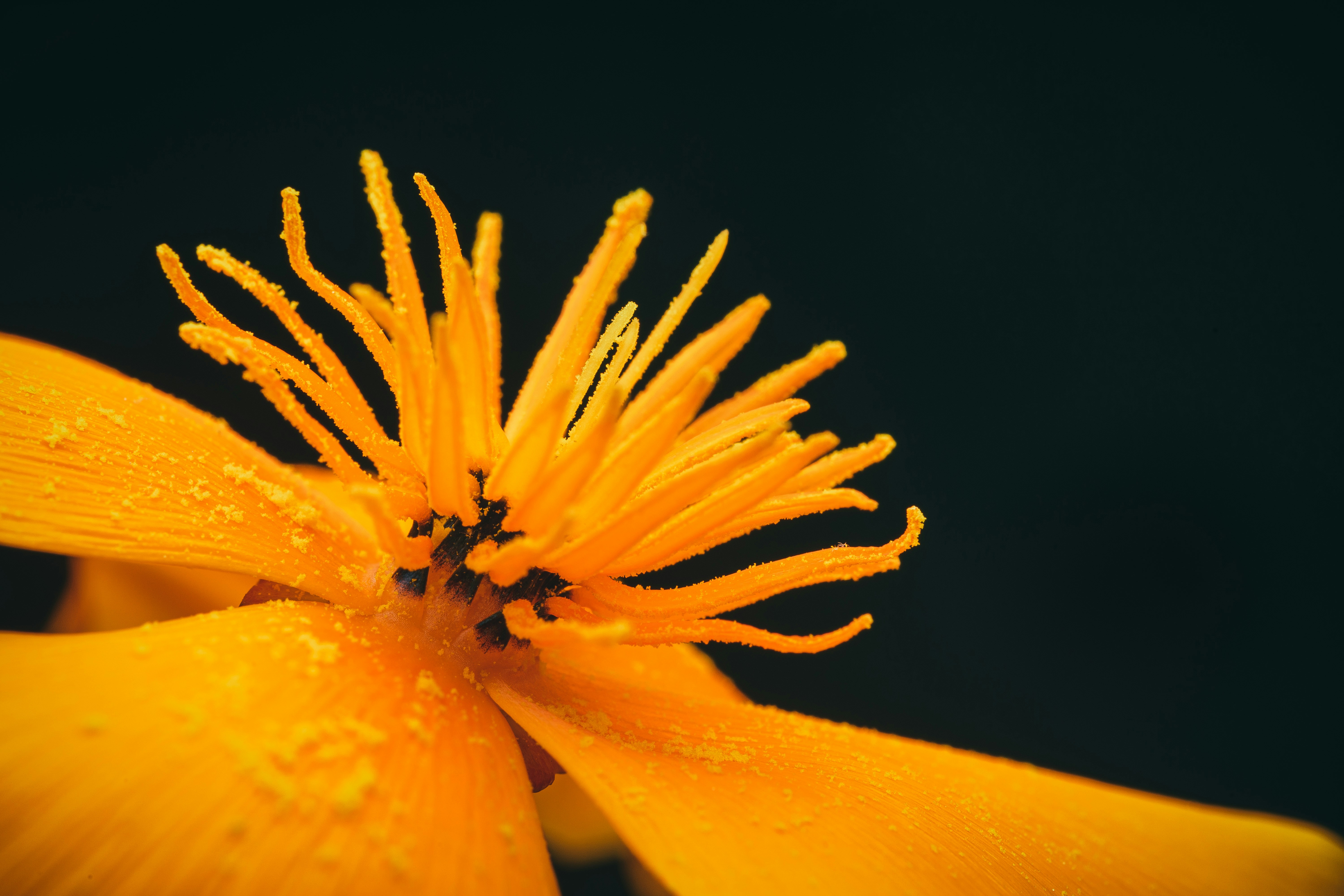 Close-up of a vibrant yellow flower showcasing intricate stamen details against a dark background.