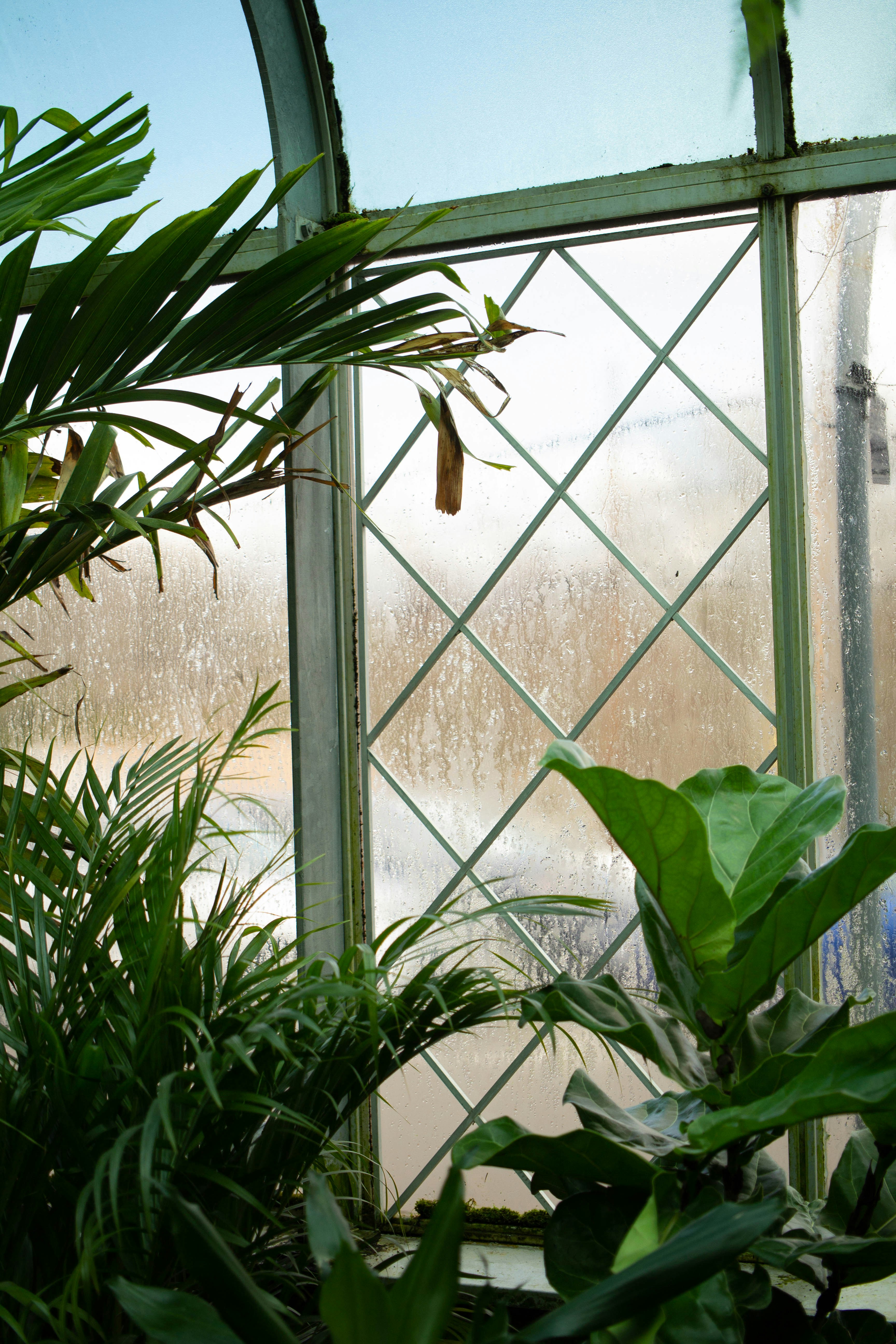 a green house with a lot of plants inside of it