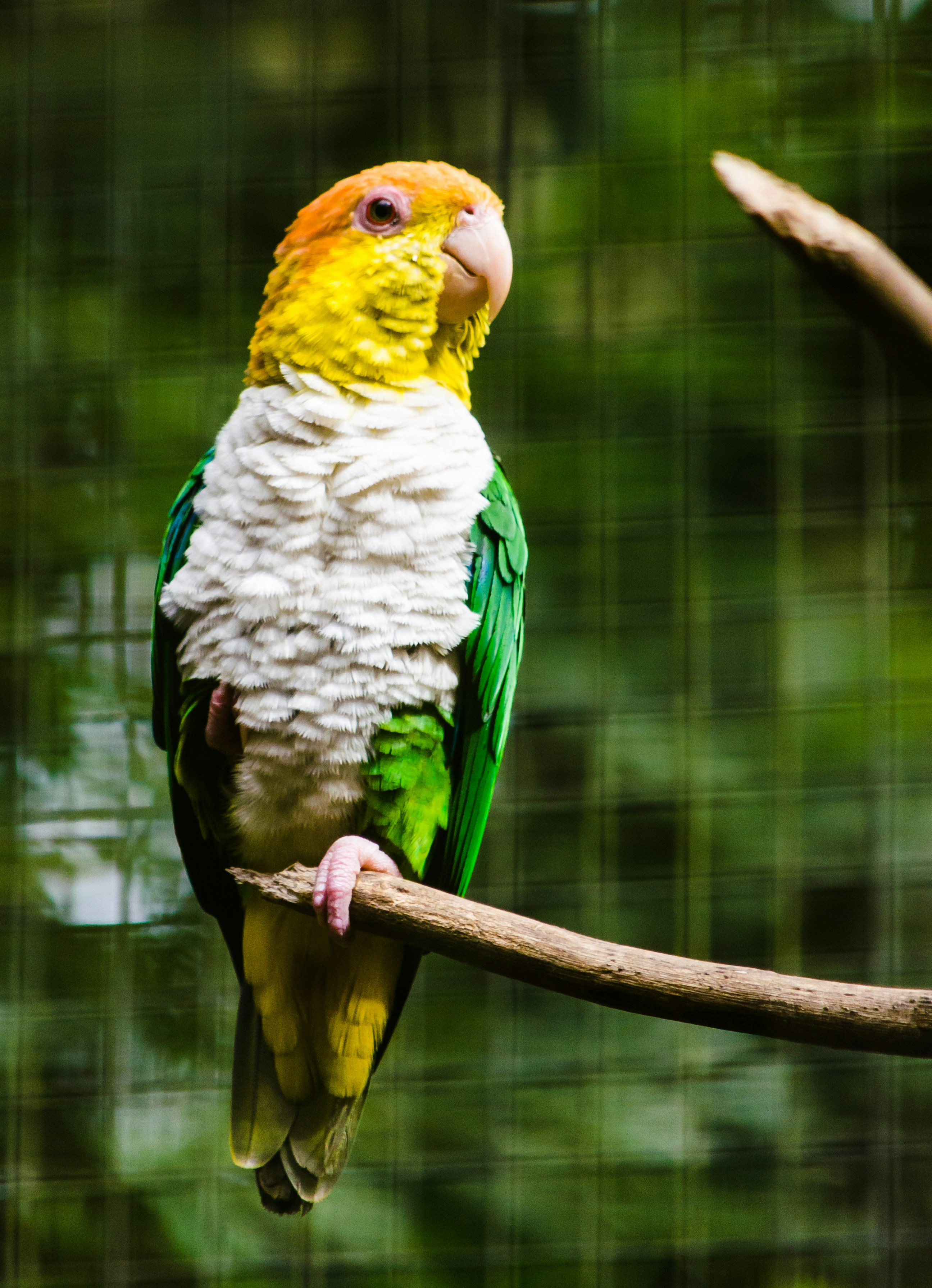 A colorful bird perched on a tree branch photo – Free Bird Image on ...
