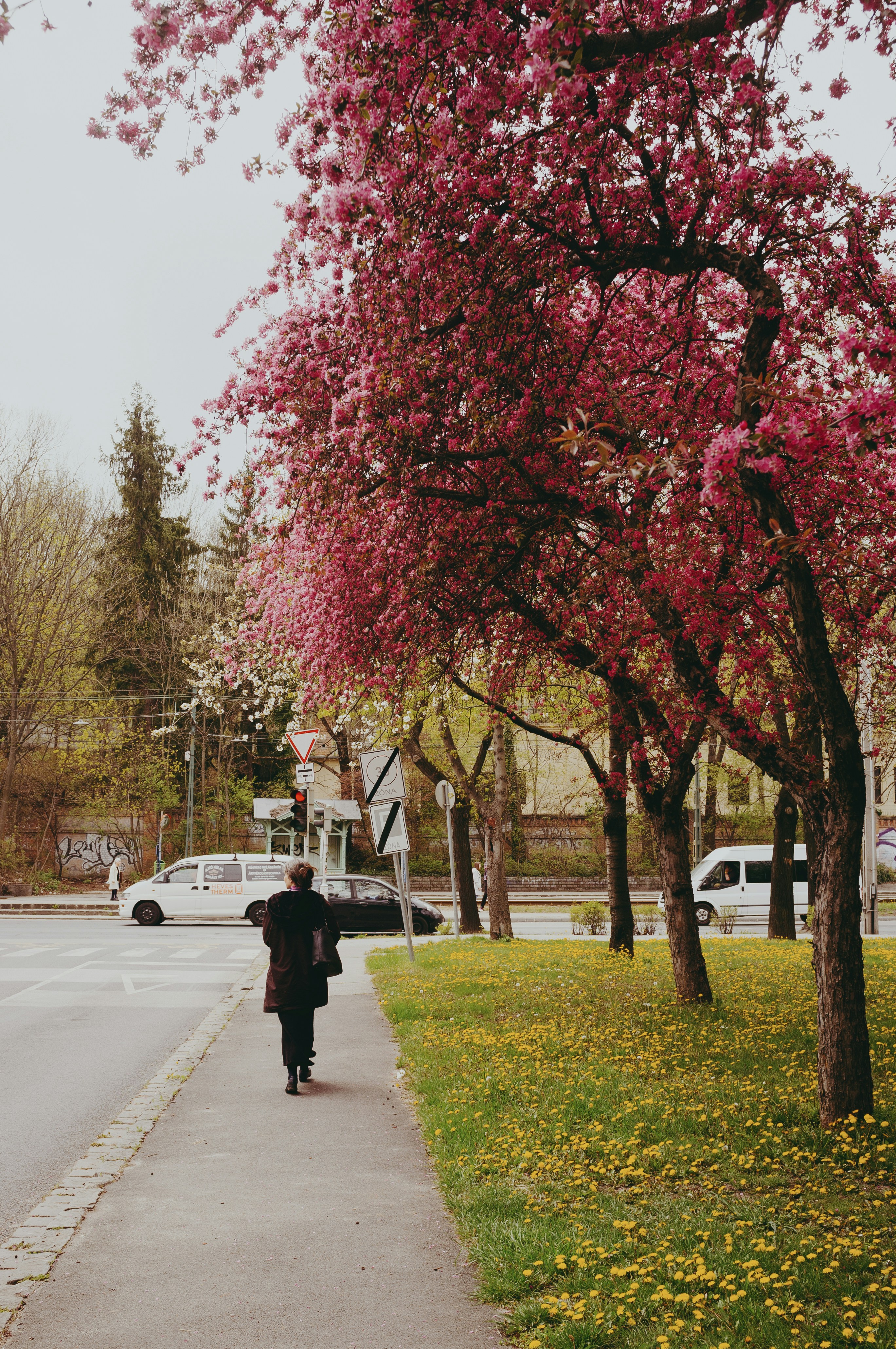 Person walking along a tree-lined path adorned with vibrant pink blossoms and dandelions, capturing the essence of spring in an urban setting.
