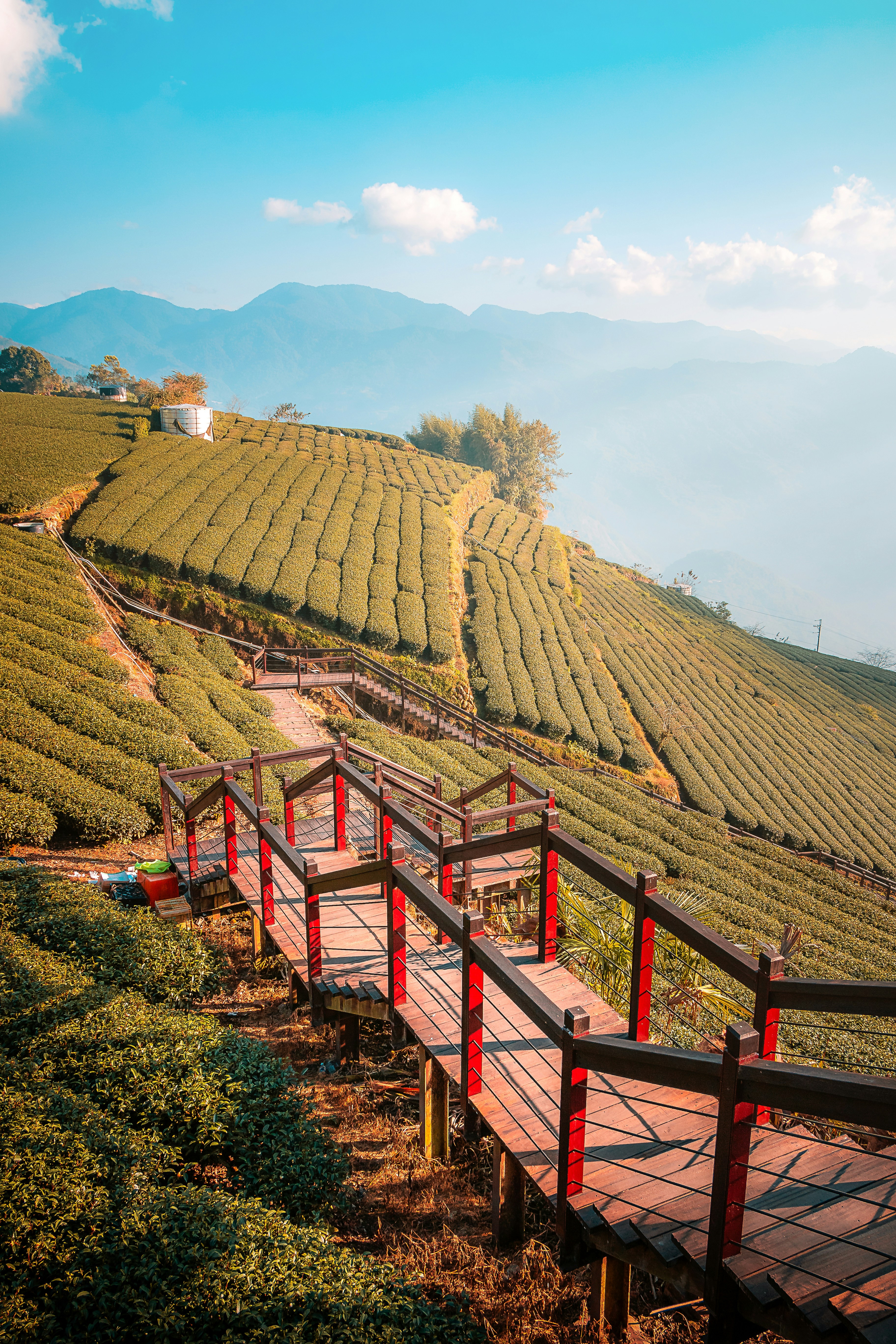 Crimson Bridge Wends Through Sunlit Tea Terraces Beneath Misty Peaks