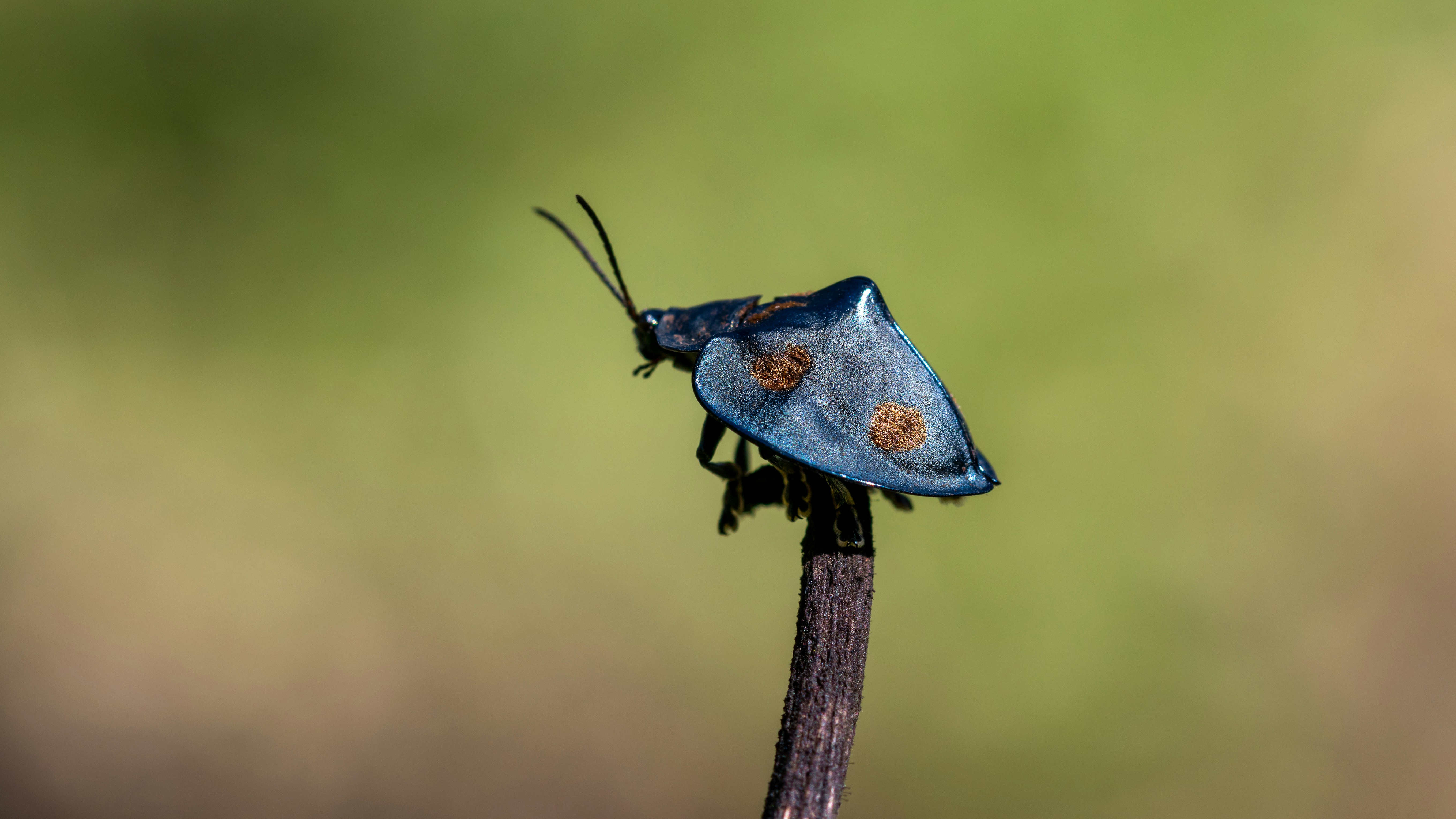 Un insecte bleu assis sur une plante photo – Photo Insecte Gratuite sur ...