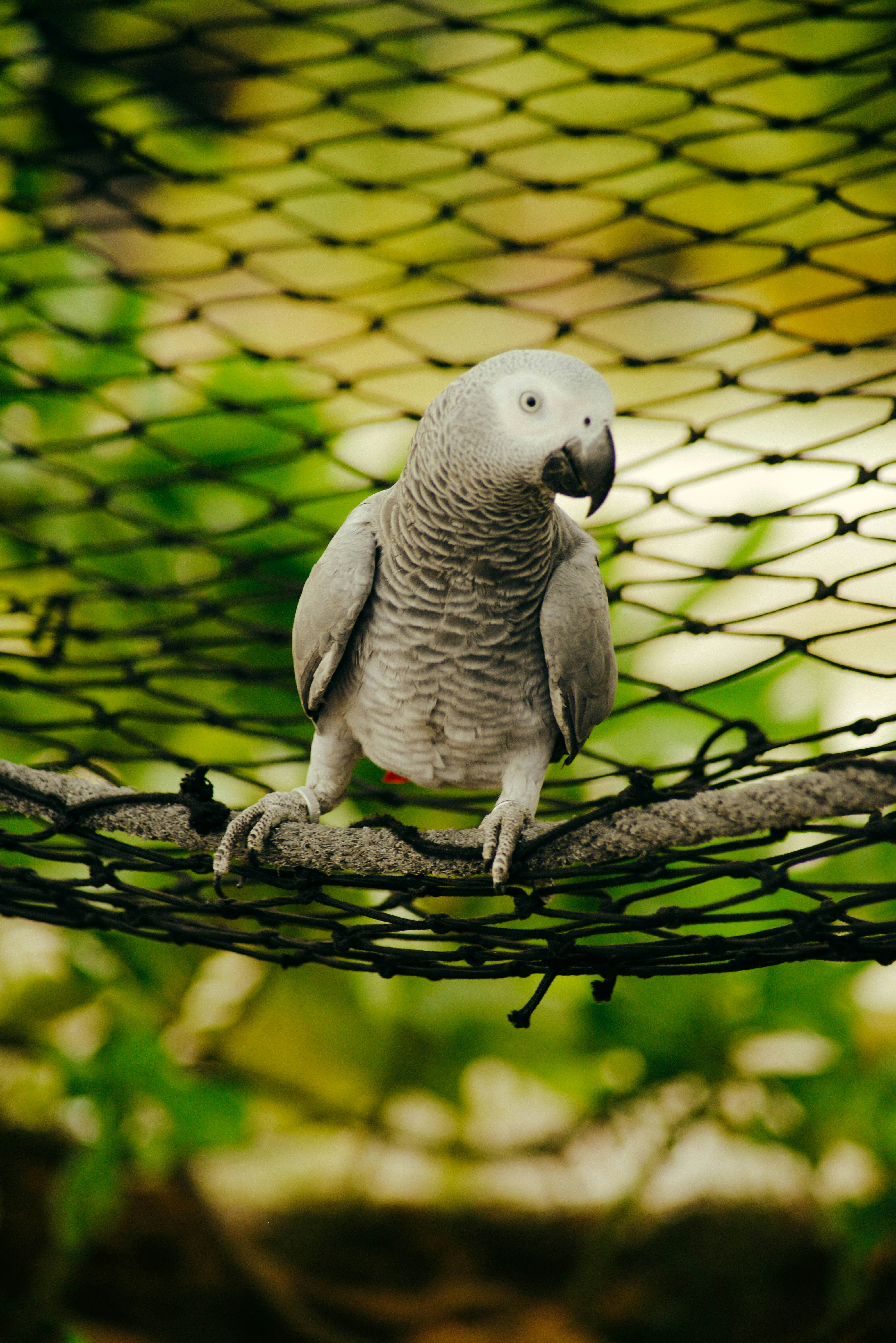 a parrot sitting on a branch in a cage