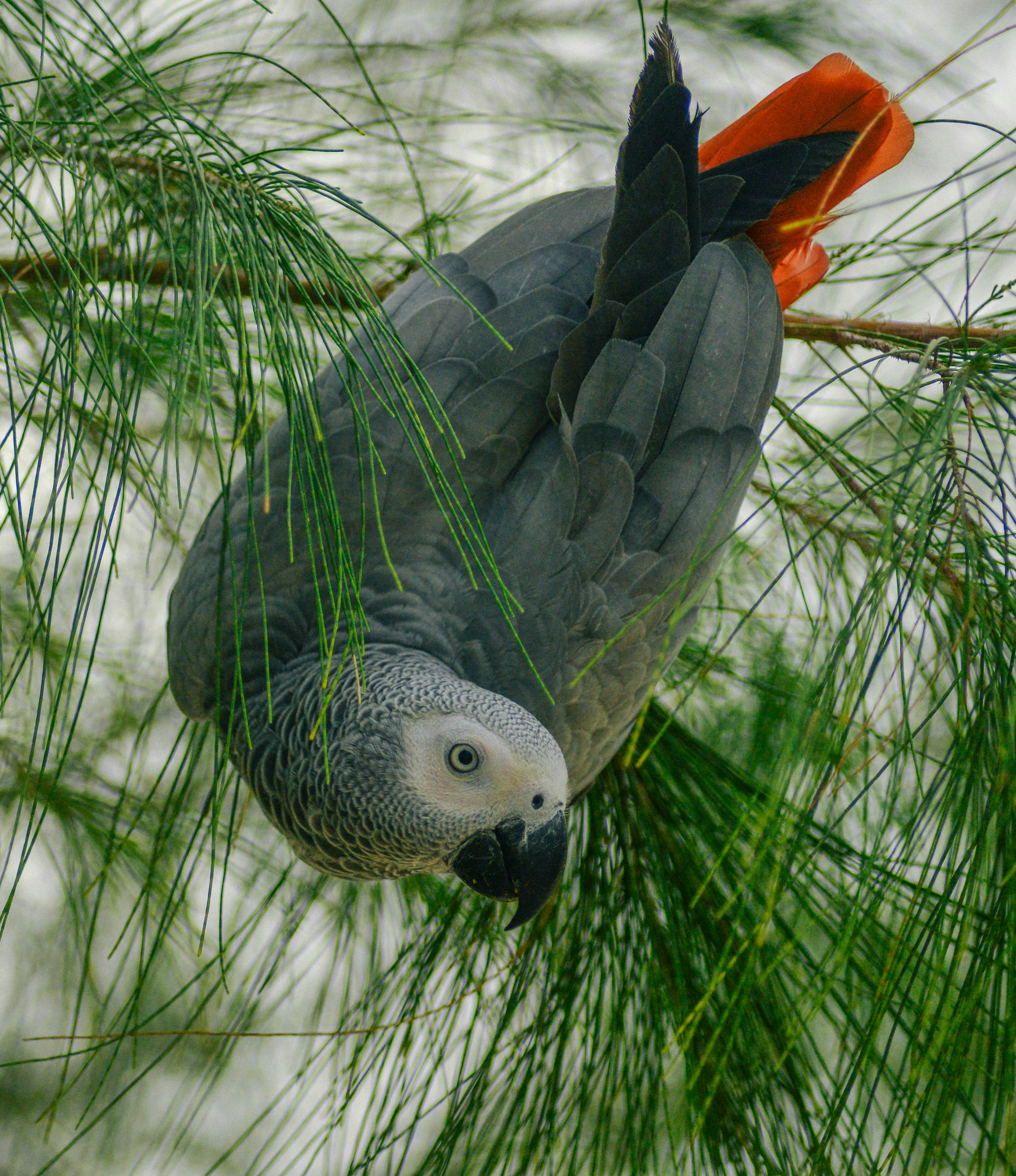 African grey parrot hanging upside down from a branch, surrounded by lush green pine needles.