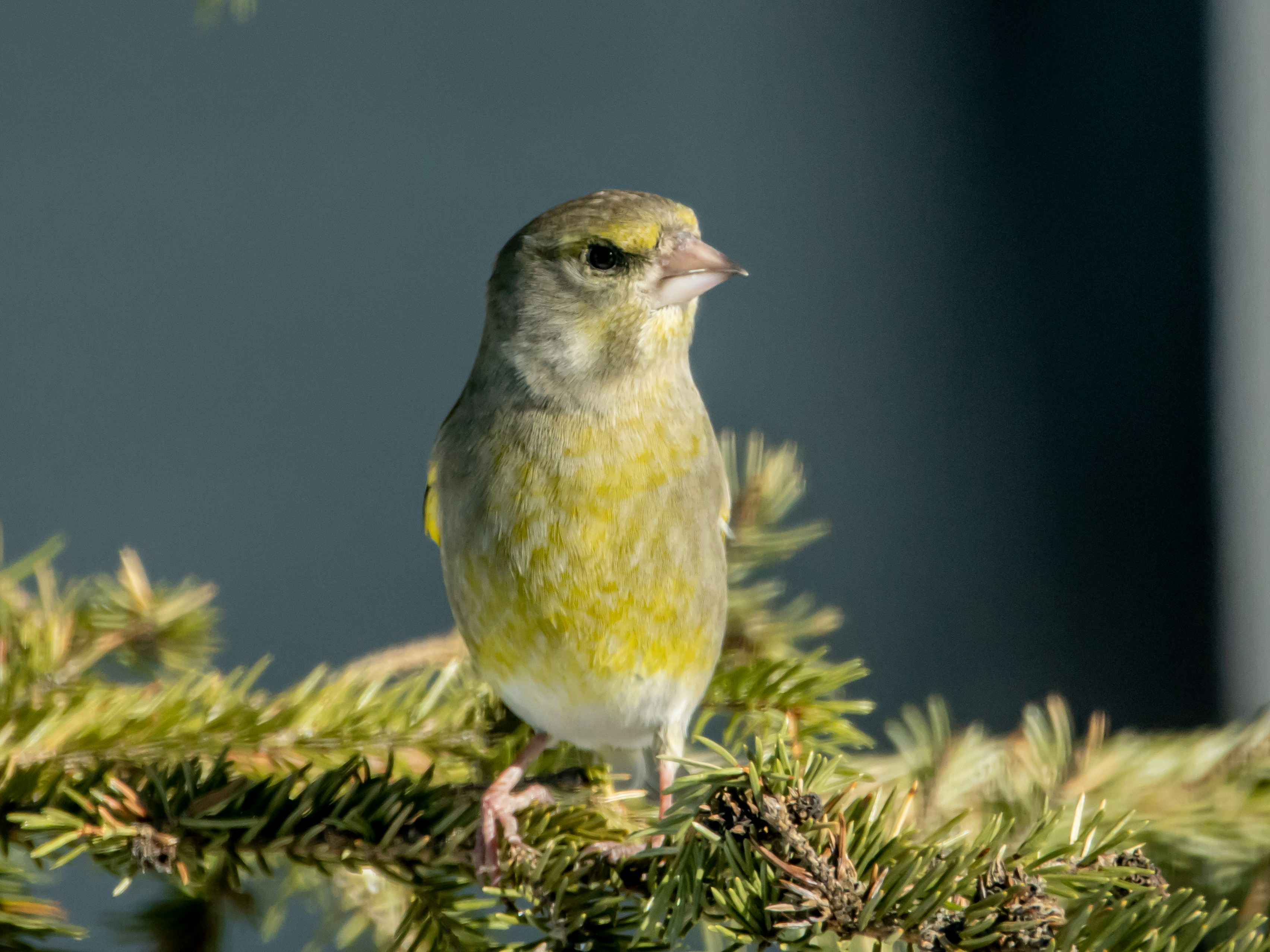 A small bird perched on top of a pine tree photo – Free Jämtland Image ...