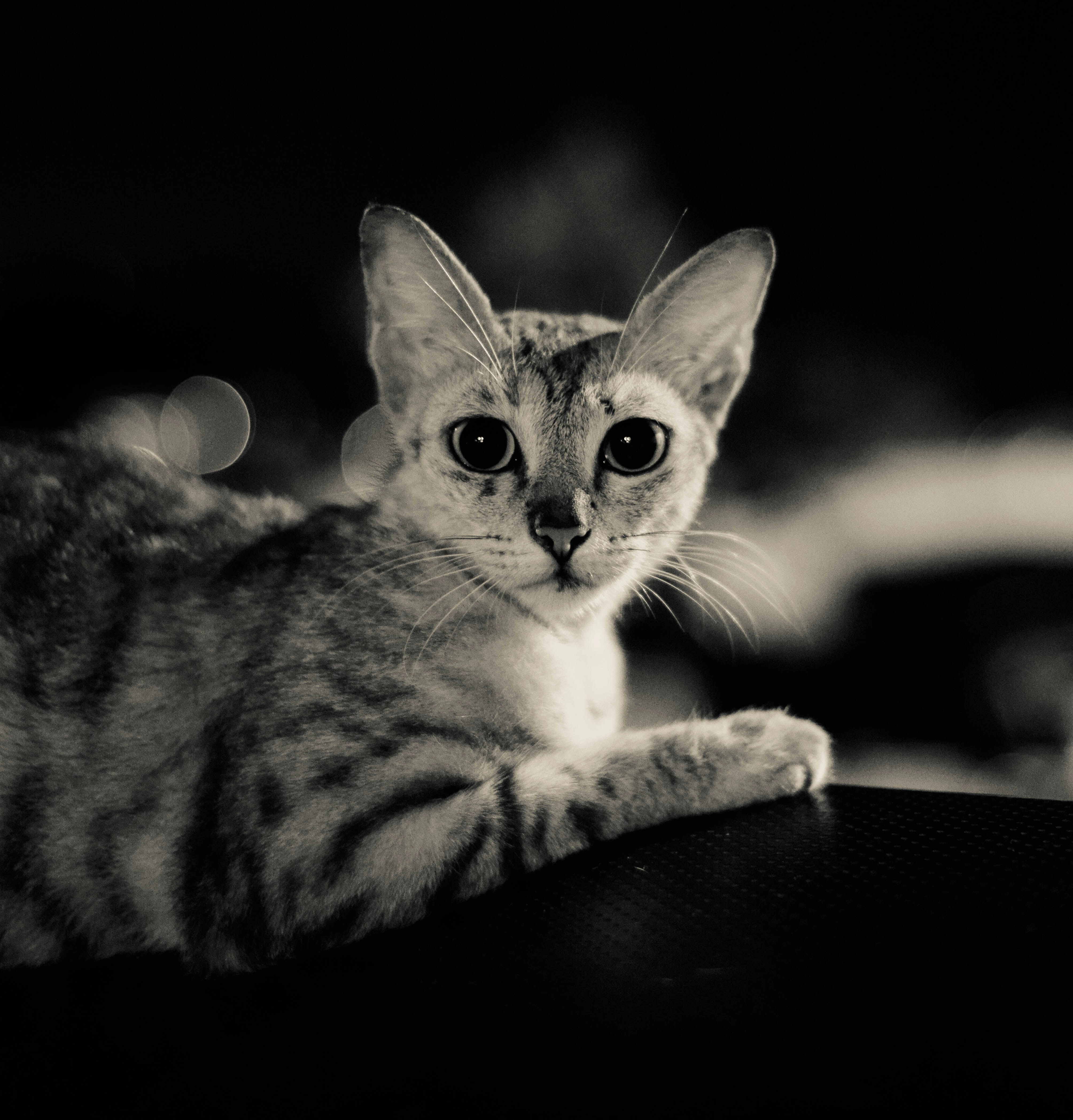 A black and white photo of a cat photo – Free Cat Image on Unsplash