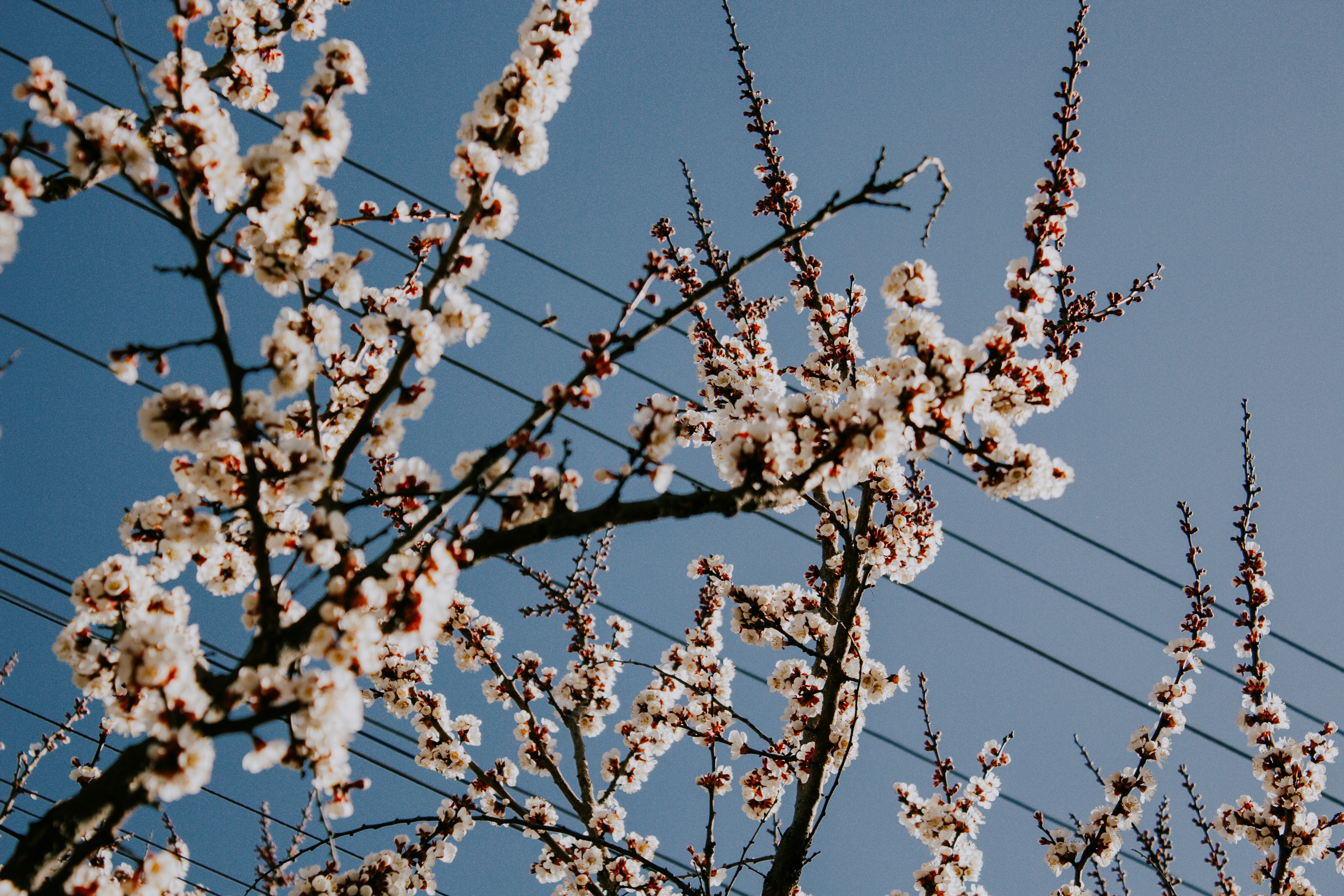 Delicate white blossoms adorn branches against a bright blue sky, intertwined with power lines, signaling the arrival of spring.