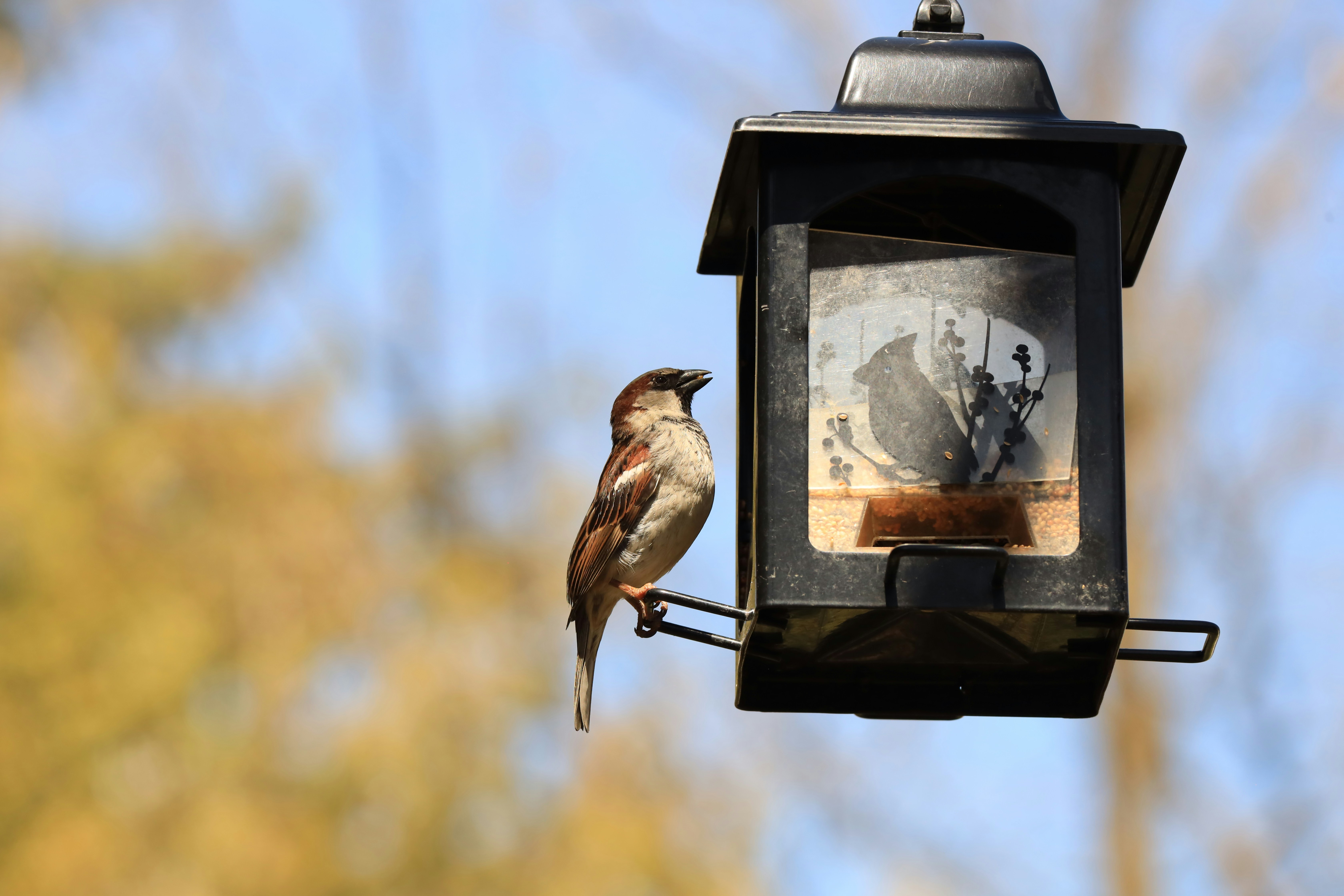 Lantern Feeder Watcher: A Songbird Perched in Autumn Light