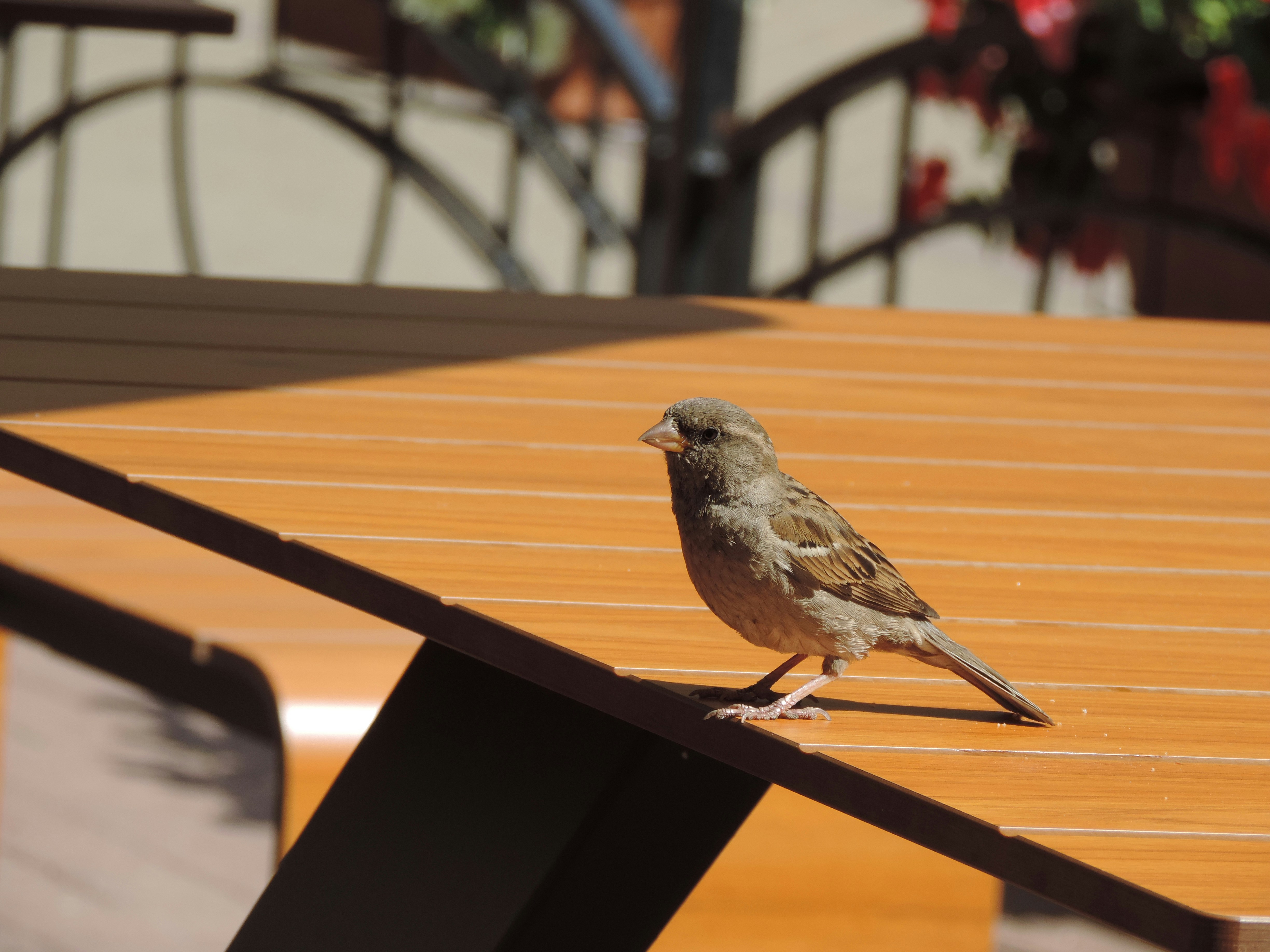 A sparrow perched on a wooden table, basking in sunlight, surrounded by vibrant floral accents in the background.