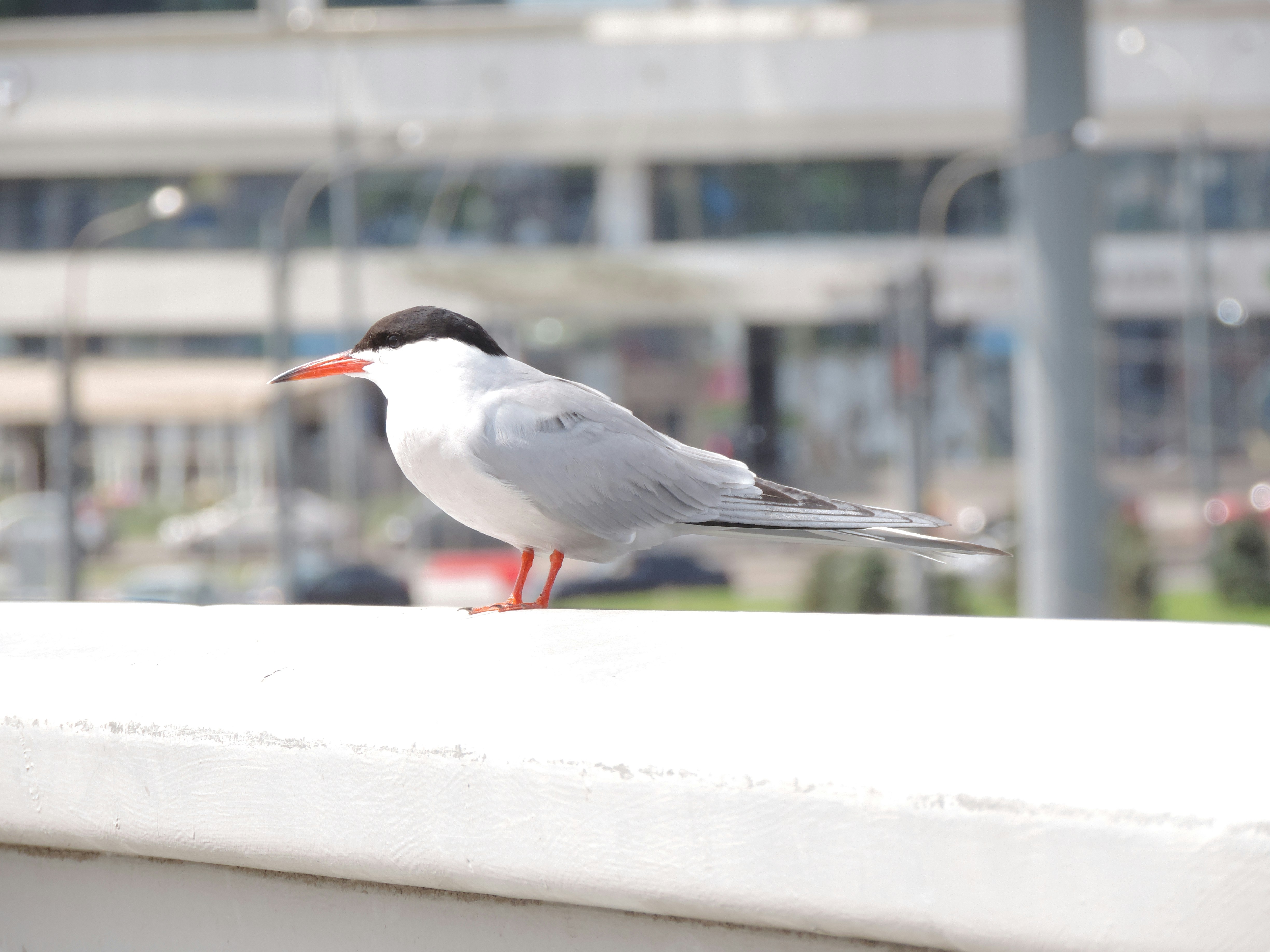 White-and-gray tern with a black cap perched on a white barrier, urban structures blurred in the background. A concise wildlife moment set against a city environment.
