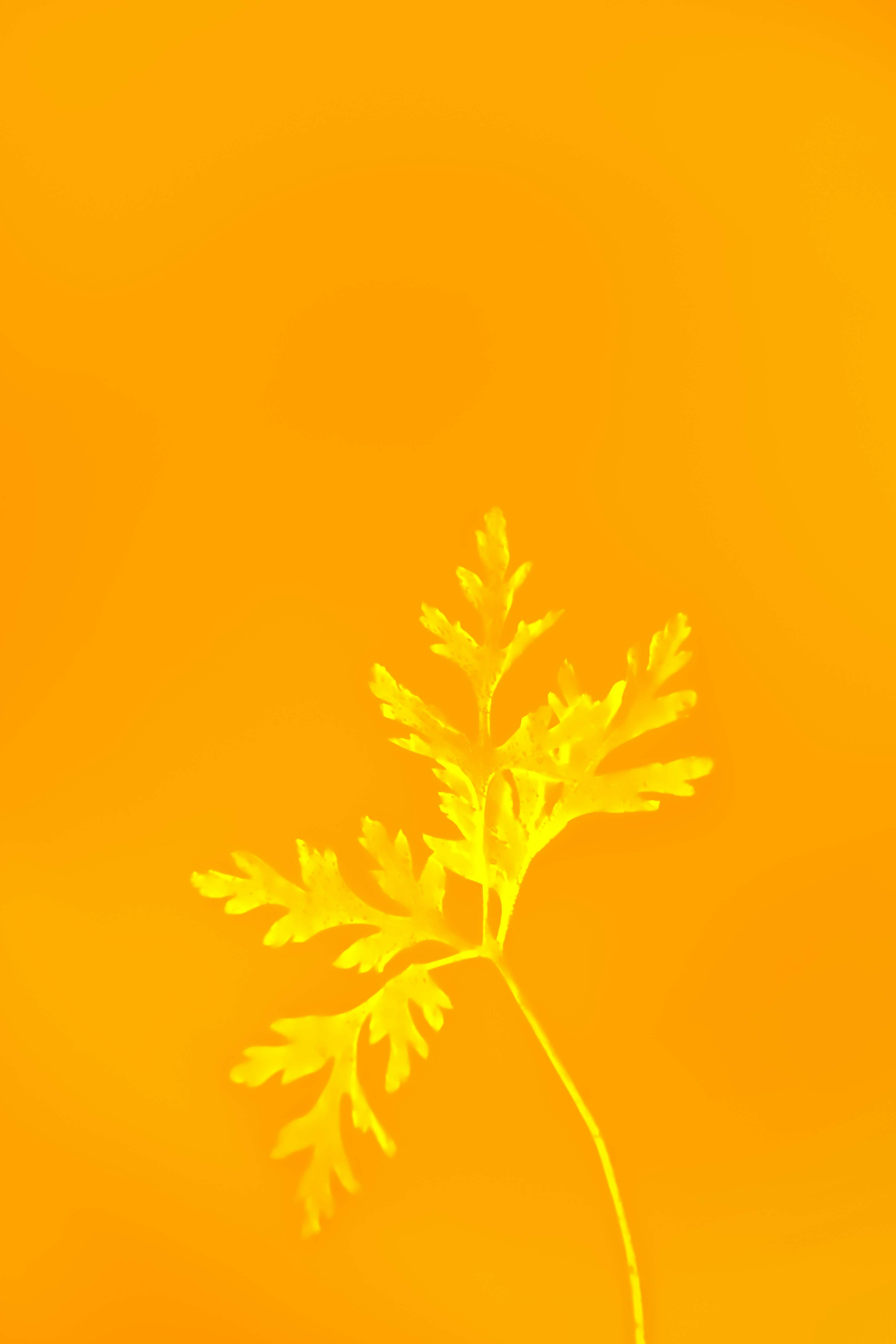 Delicate fern leaf silhouetted against a vibrant orange background, emphasizing its intricate structure and form.