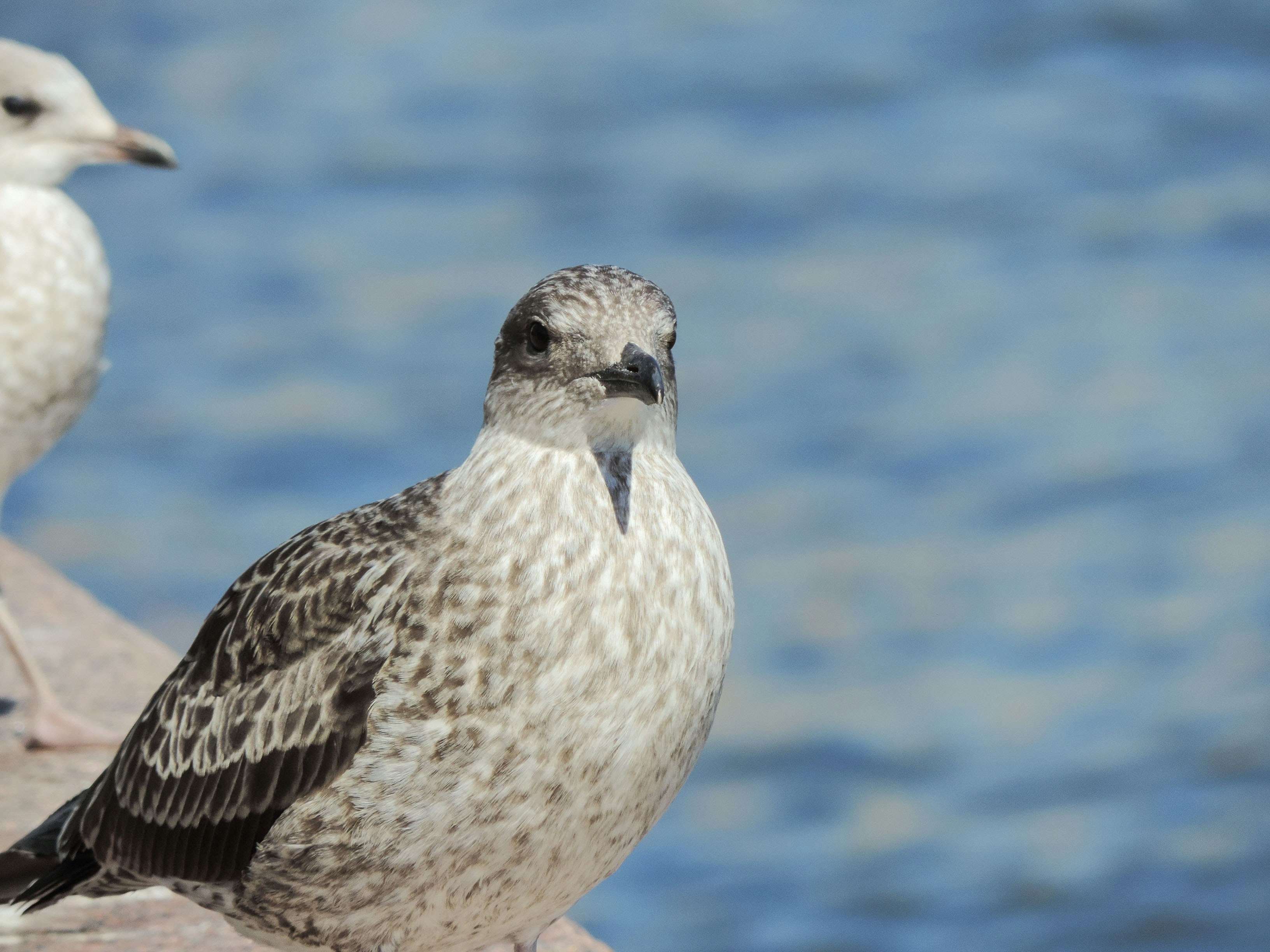 A close-up of a juvenile gull perched on a dock, with a blurred blue background of water. The bird's detailed plumage and attentive expression are prominently featured.