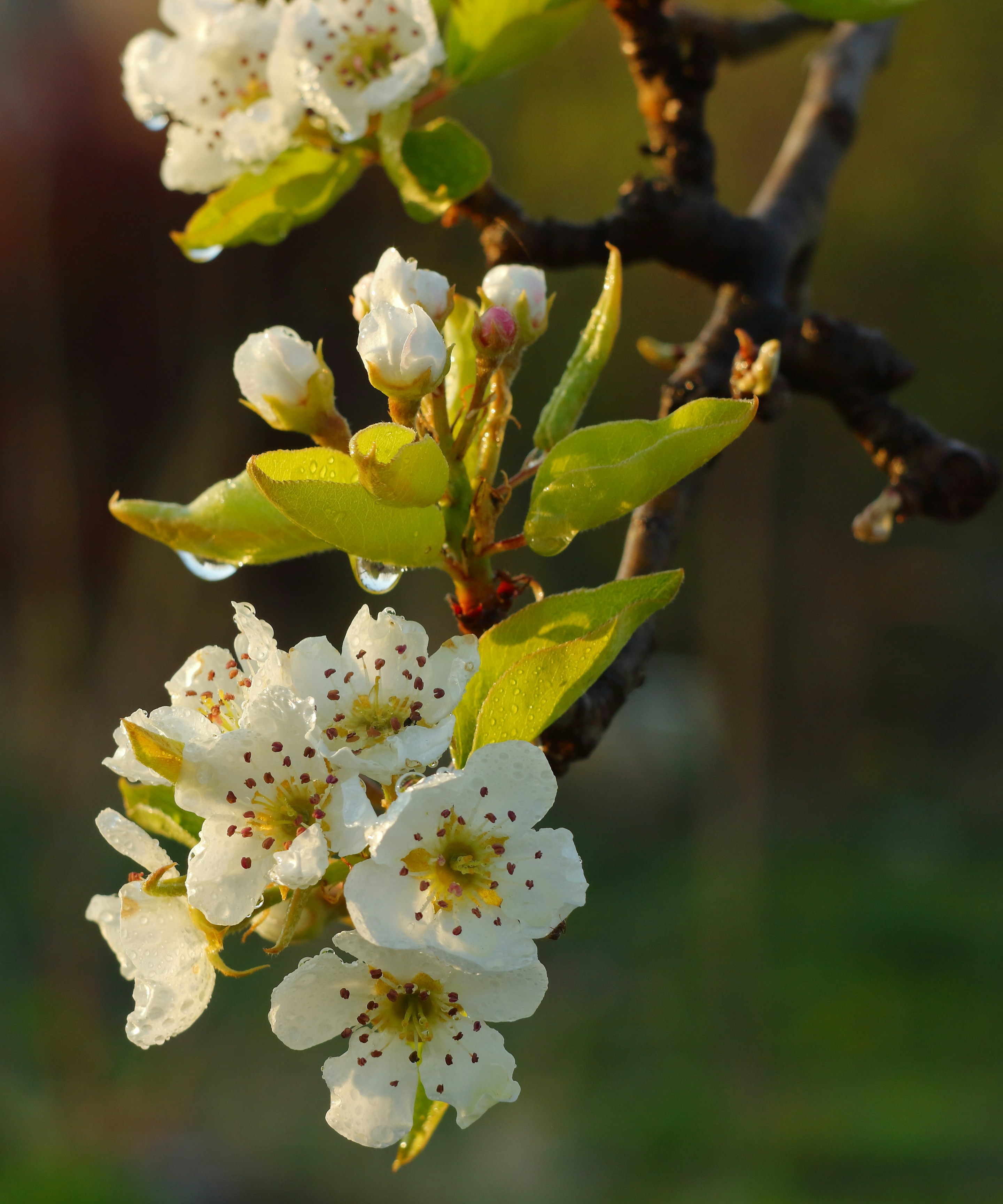 a branch with white flowers and green leaves