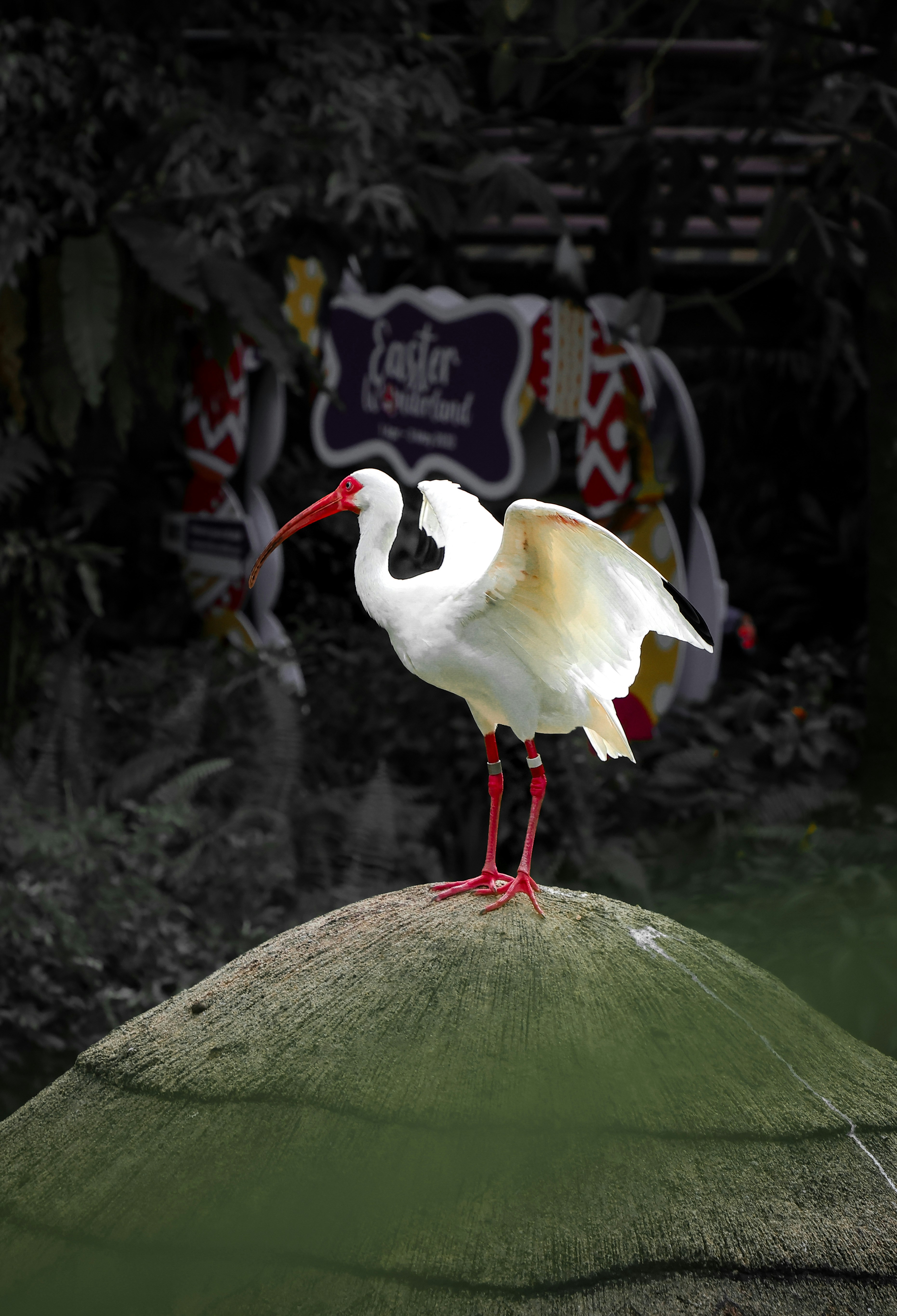 White Ibis on a Mossy Dome: A Quiet Stance Under a Dim Garden Backdrop
