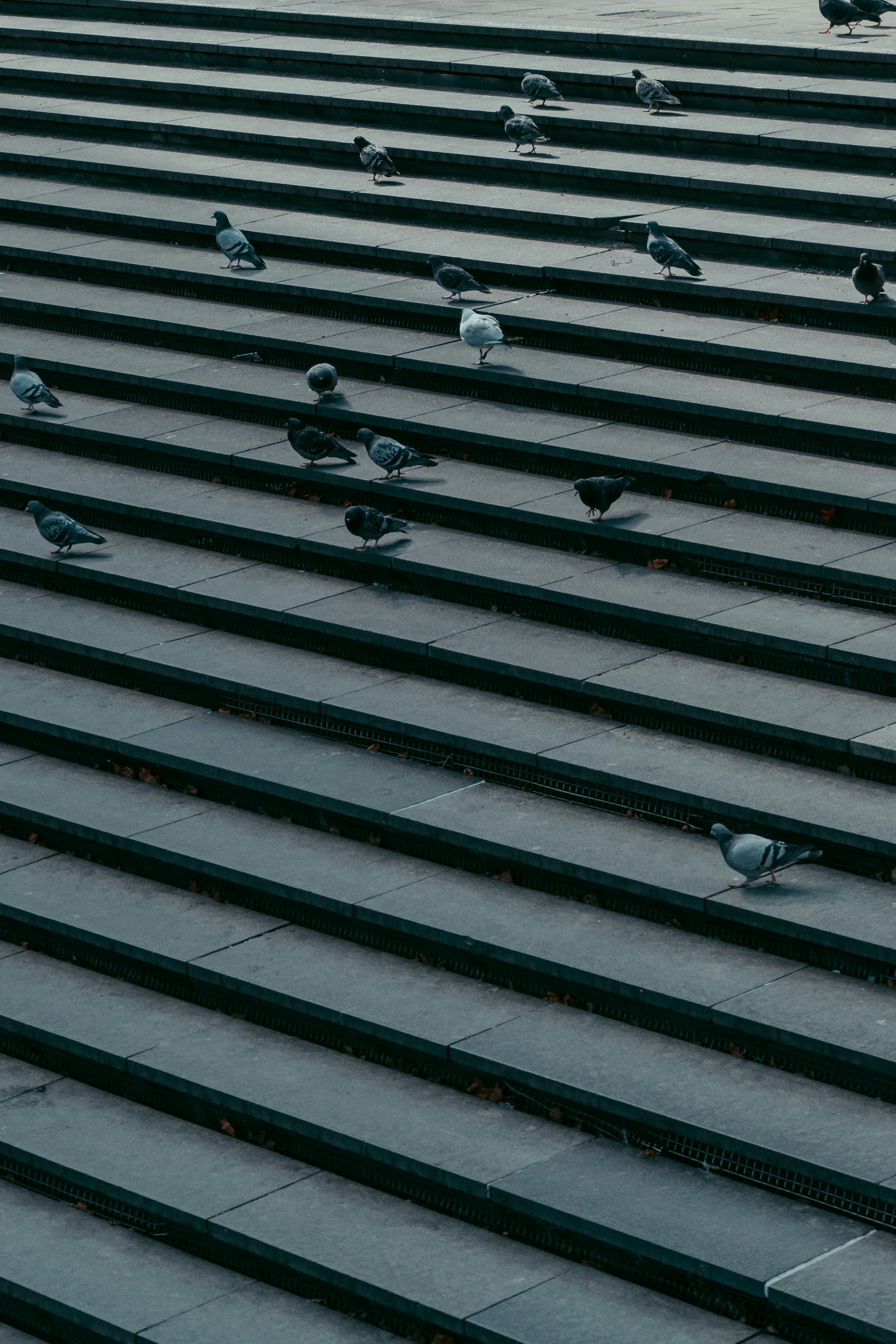 Blue-Gray Staircase: Pigeons Pause in a Quiet Urban Rhythm