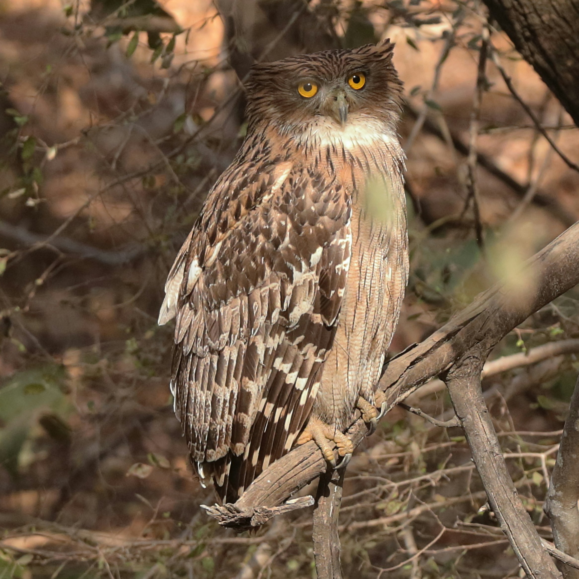 Foto zum Thema Eine braun-weiße Eule, die auf einem Ast sitzt ...