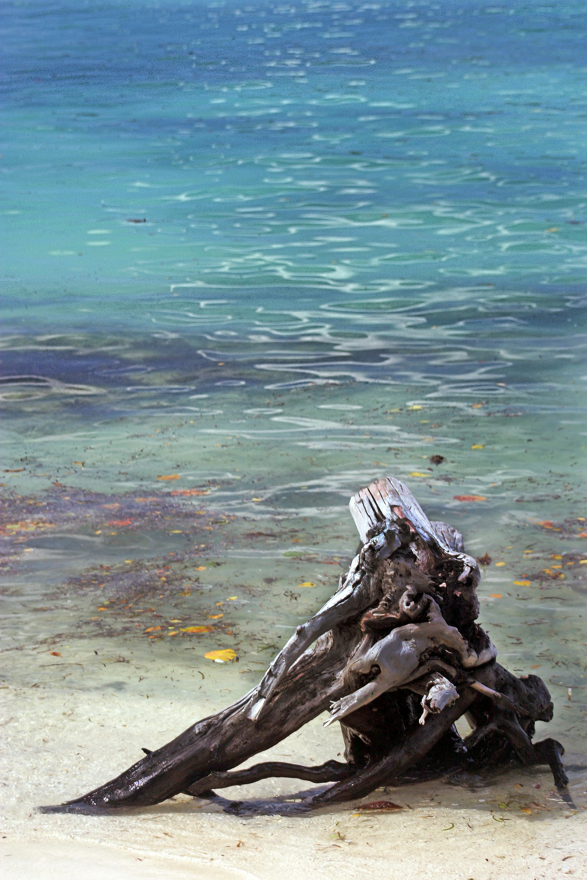 Weathered driftwood stands gracefully at the water's edge, surrounded by shimmering turquoise waves and scattered leaves. 