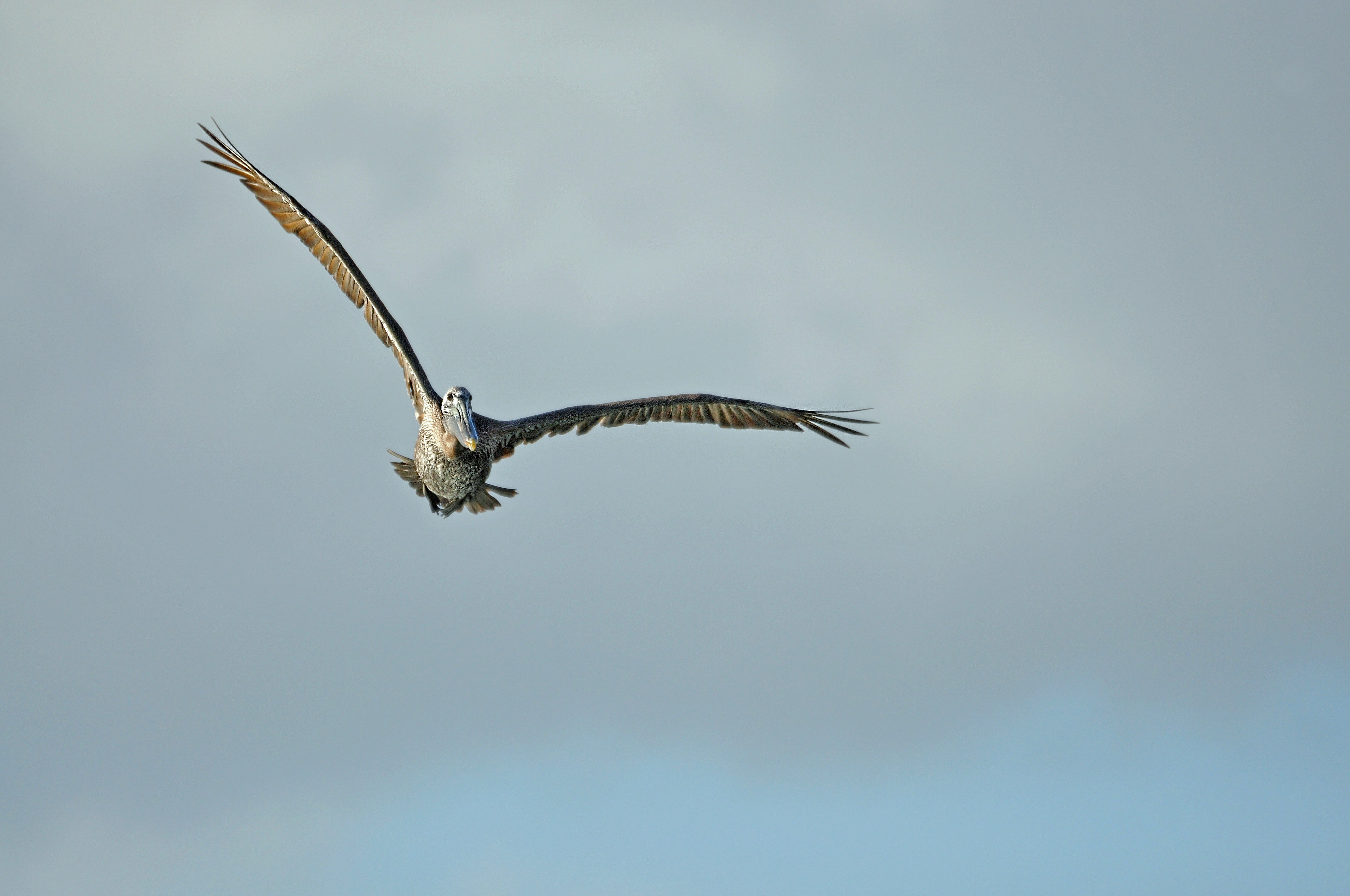 A pelican soars gracefully through the sky, wings outstretched against a backdrop of soft clouds.