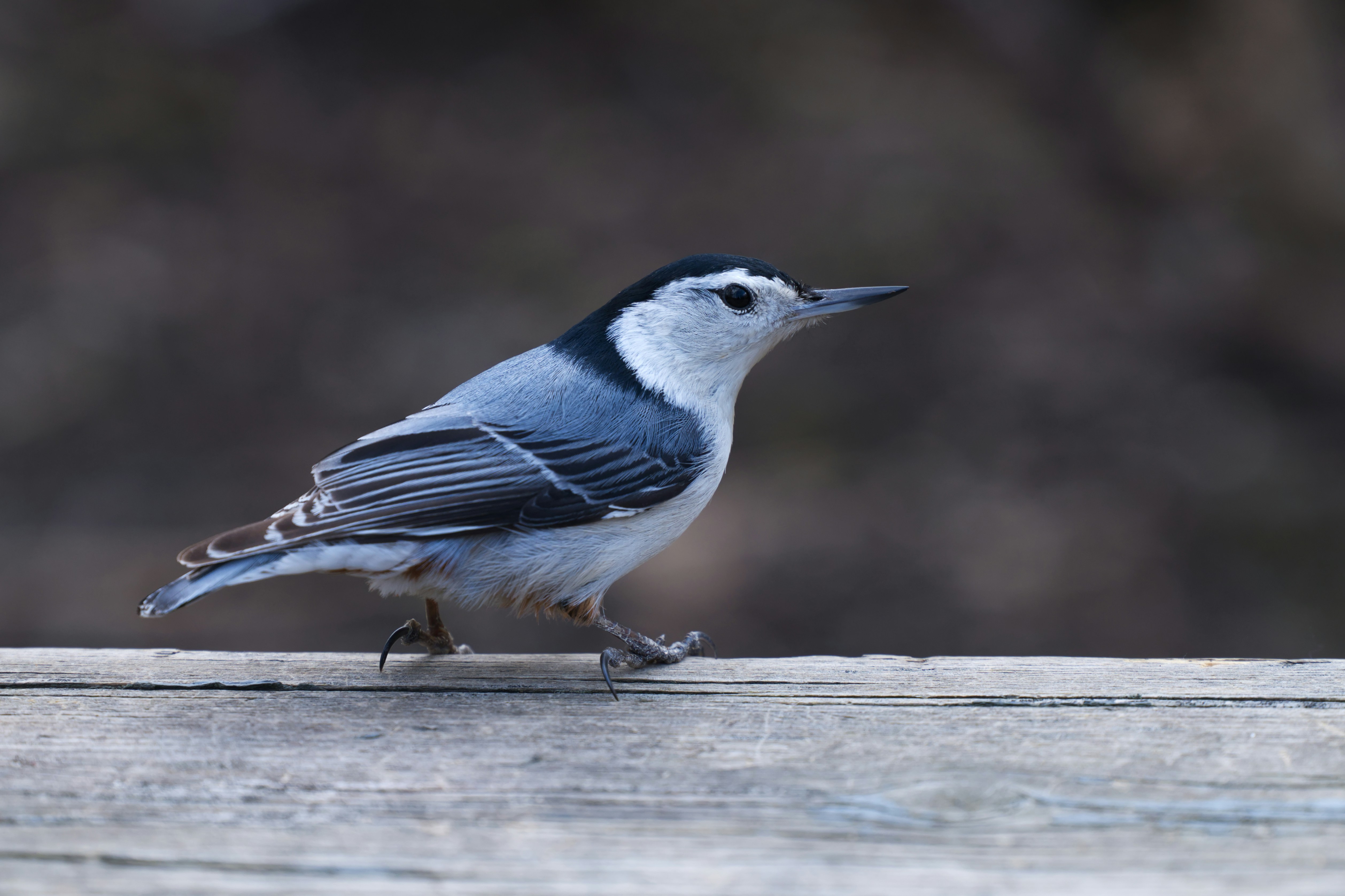 White-breasted nuthatch perched on a wooden surface with a blurred natural background.