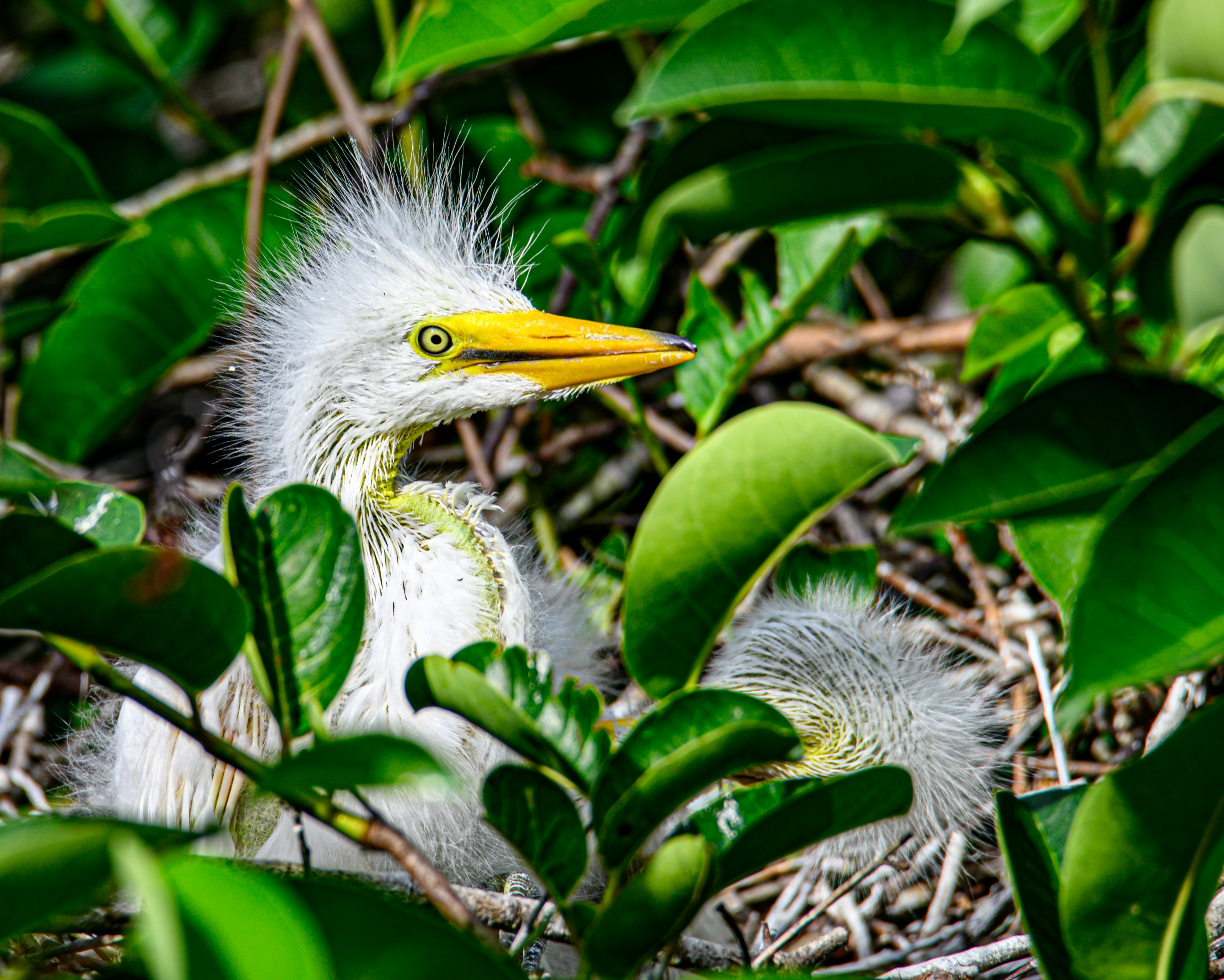A baby bird is sitting in the bushes photo – Free Wakodahatchee ...