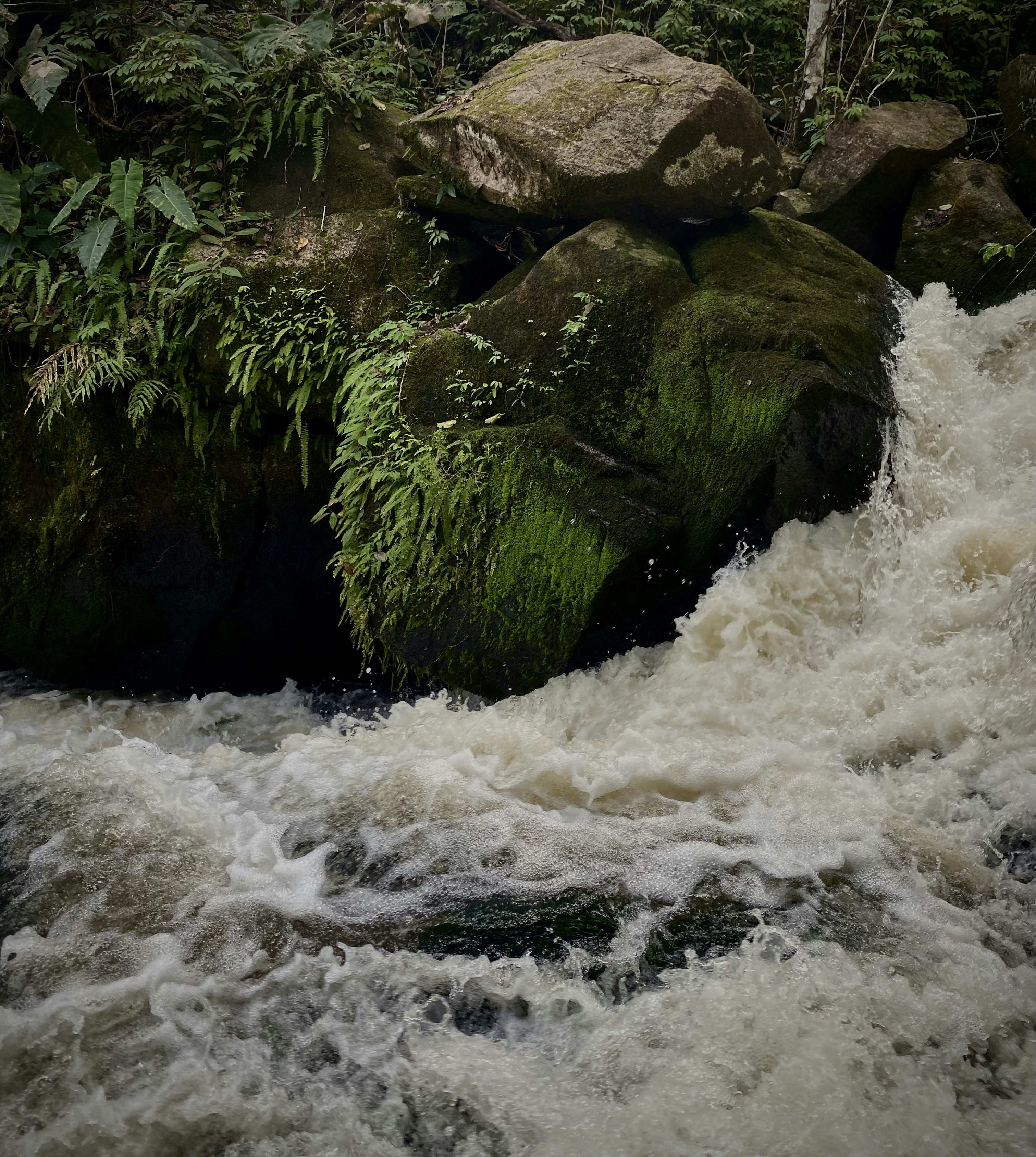Moss-Crowned Boulders Against a Foaming Forest River