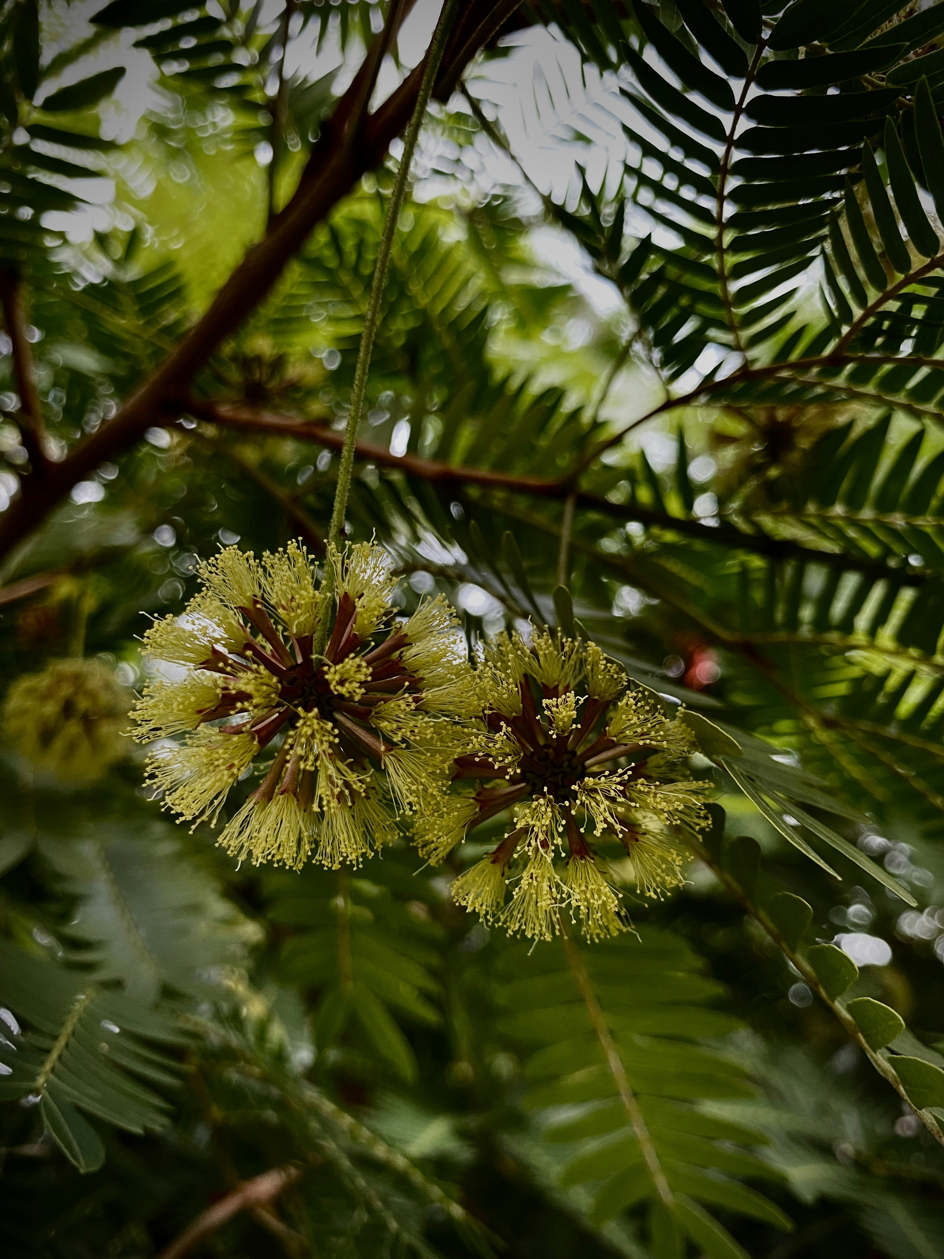 Close-up of vibrant yellow-green flower clusters hanging among lush green foliage. The intricate details highlight the beauty of nature.