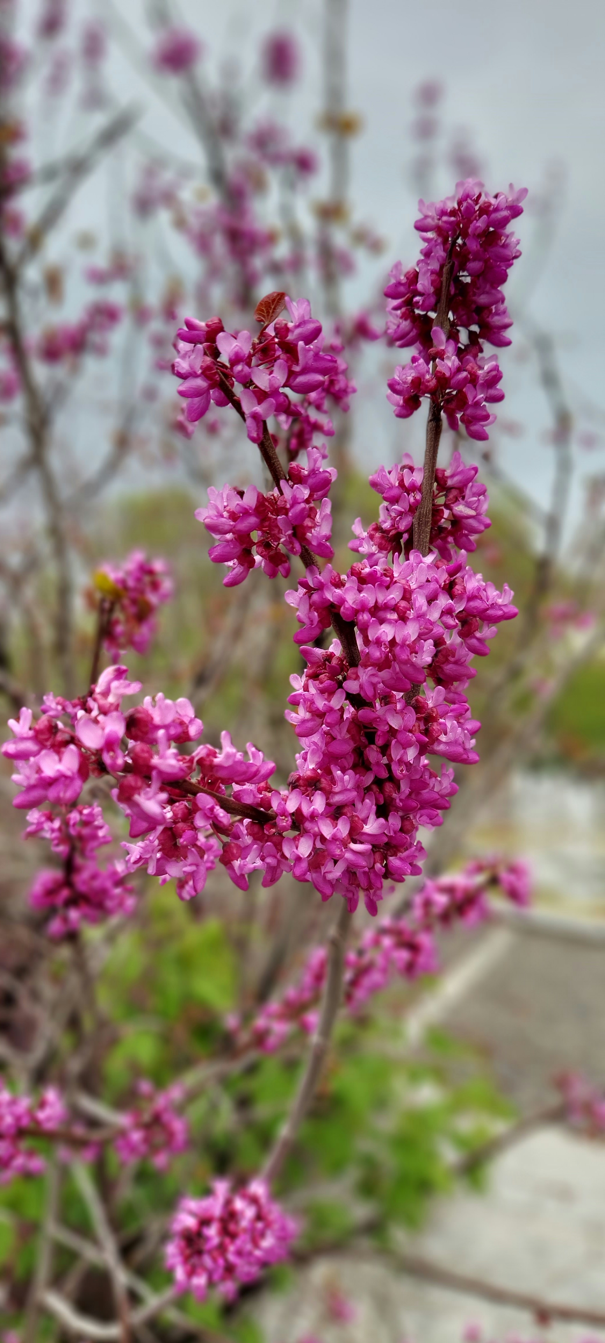 Cluster of vibrant pink flowers blooming on slender branches, surrounded by soft green foliage.