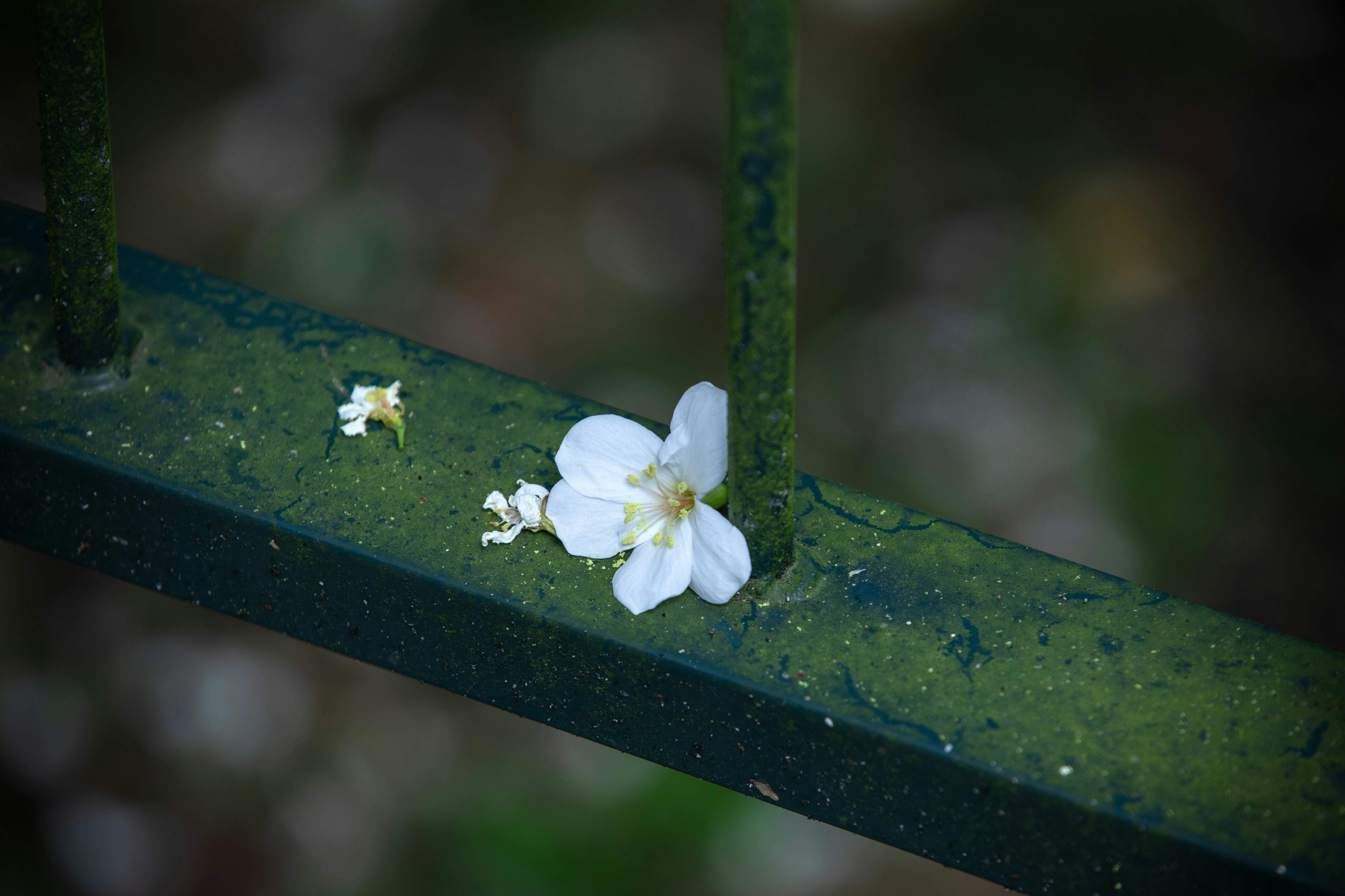 Delicate white flower resting on a moss-covered gate, surrounded by fallen petals, capturing the essence of nature's quiet beauty.